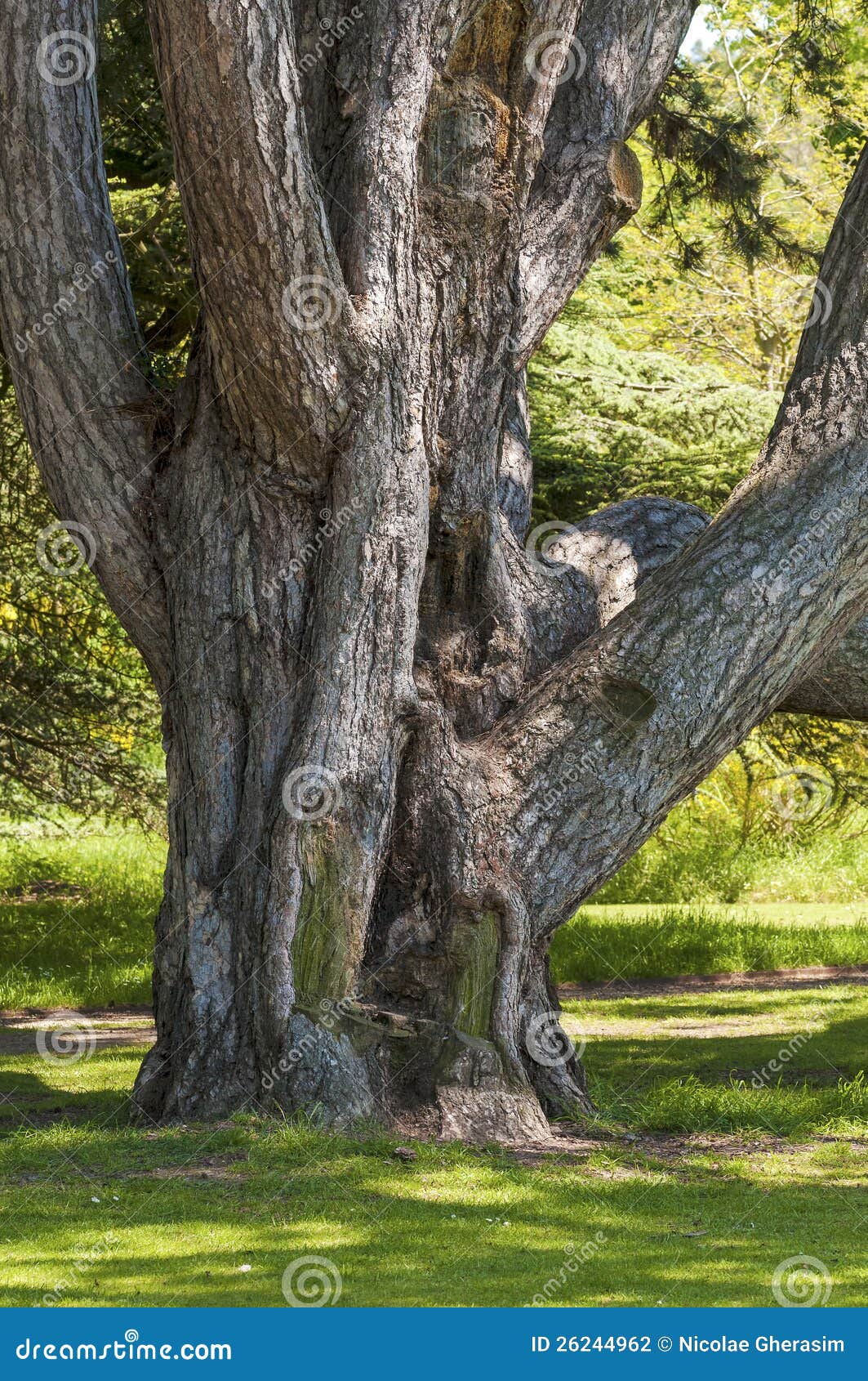 Grote, Oude Boom stock foto. Image of lang, groot, wapens - 26244962