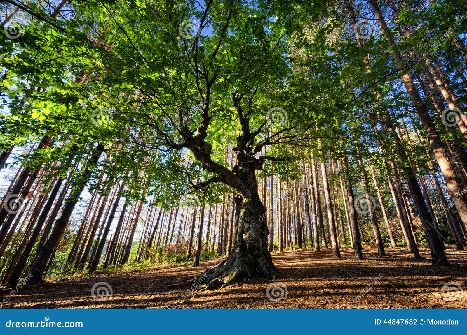Grote oude boom stock foto. Image of vegetatie, installatie - 44847682