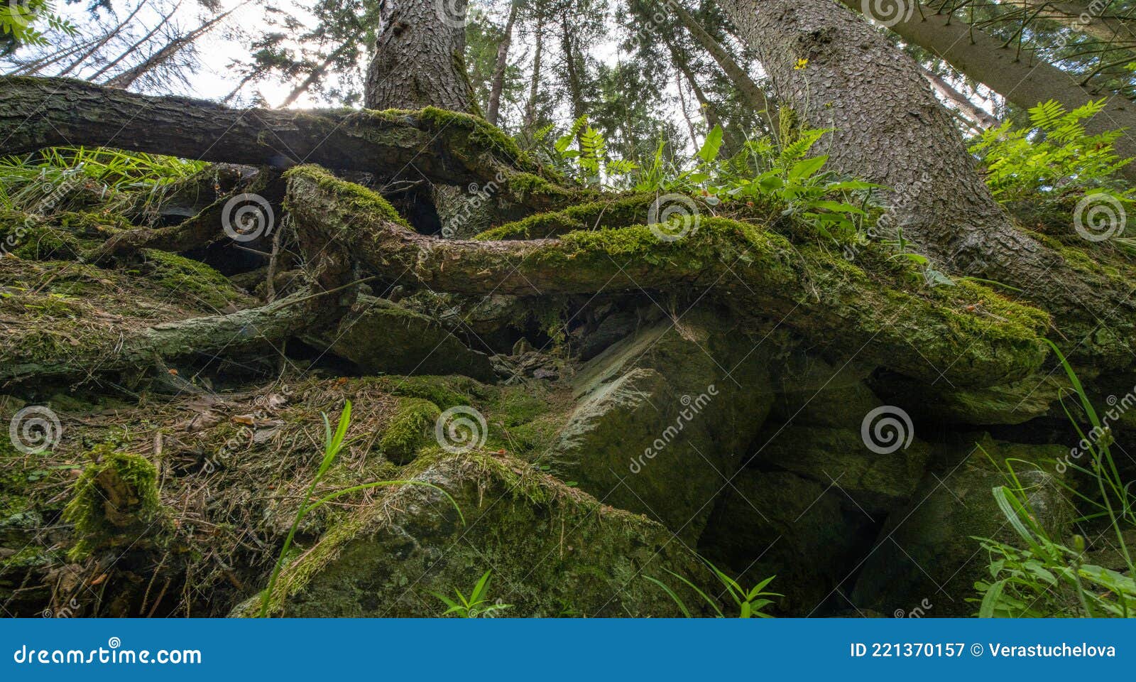 Grote Oude Boom Met Grote Wortels Op Rots Stock Afbeelding - Image of ...