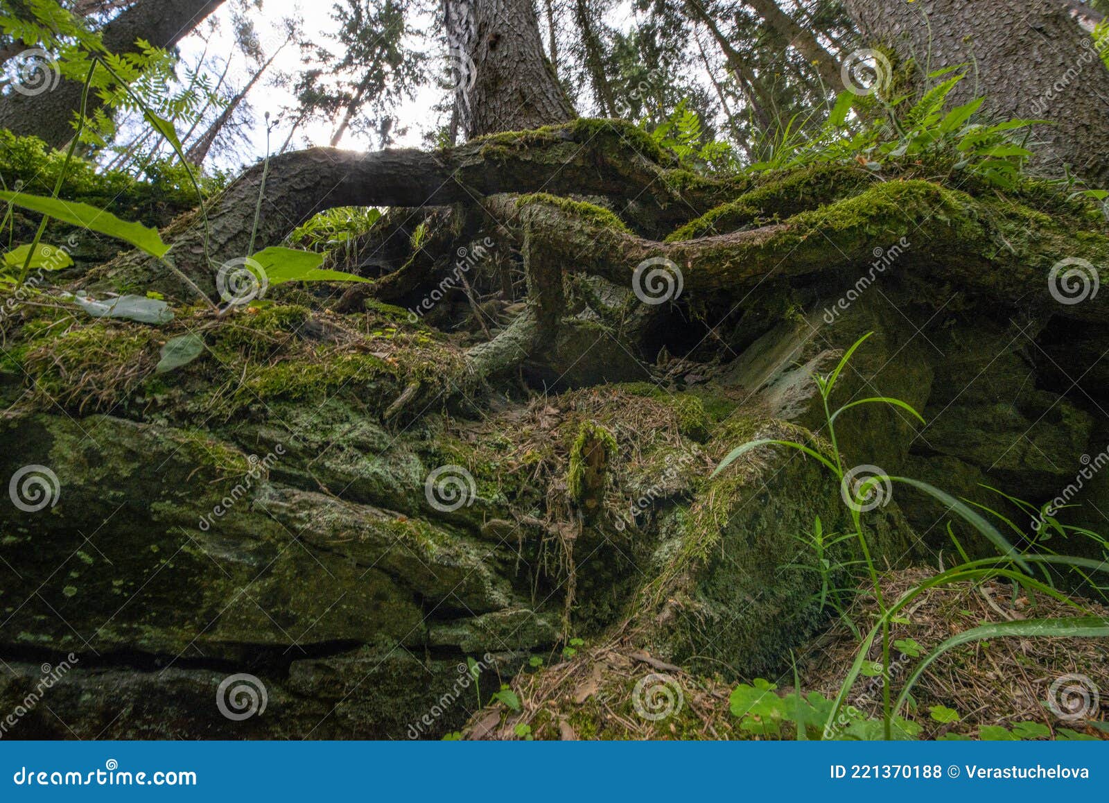 Grote Oude Boom Met Grote Wortels Op Rots Stock Foto - Image of ...