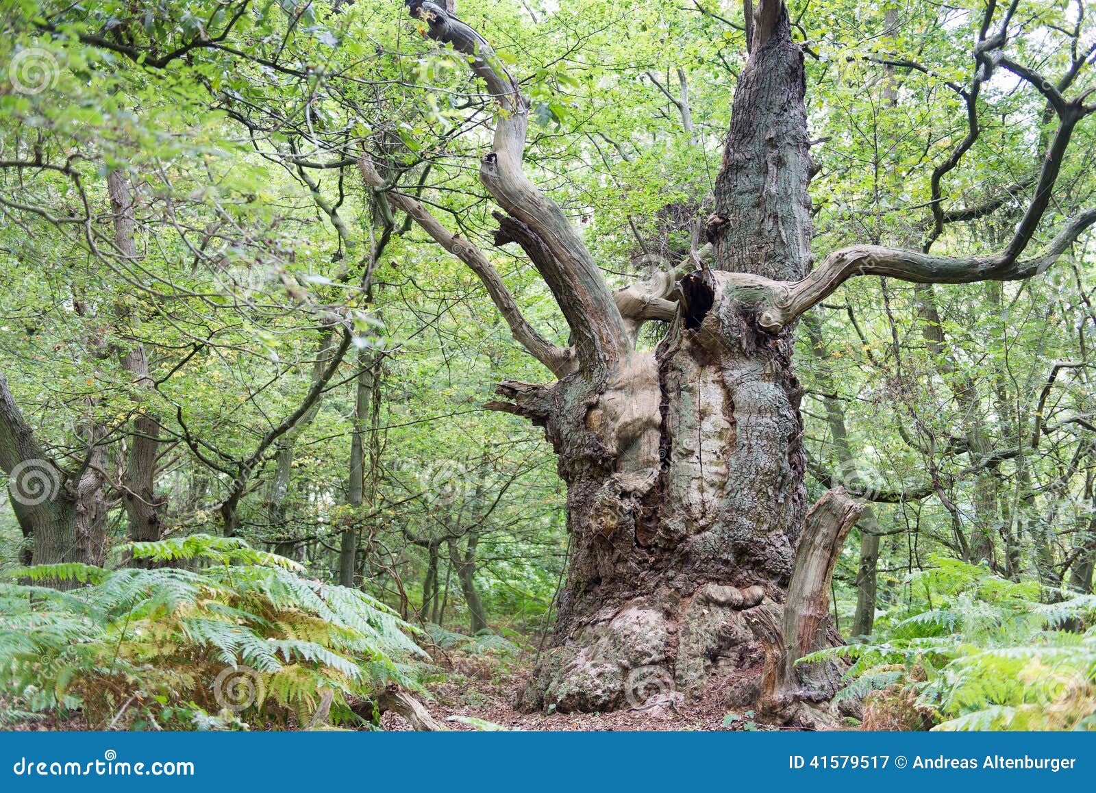 Grote oude eiken boom stock afbeelding. Image of sterk - 41579517