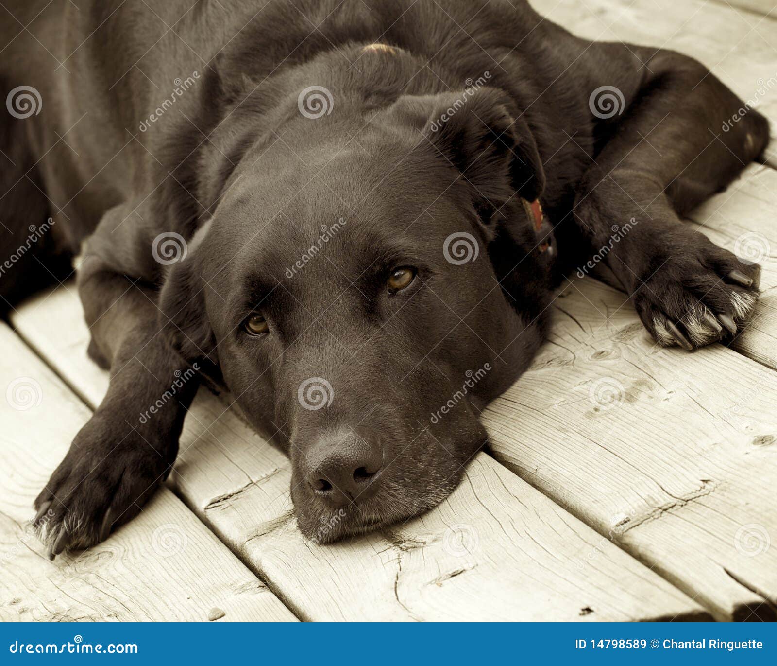 Grote oude hond stock afbeelding. Image of dier, droevig - 14798589