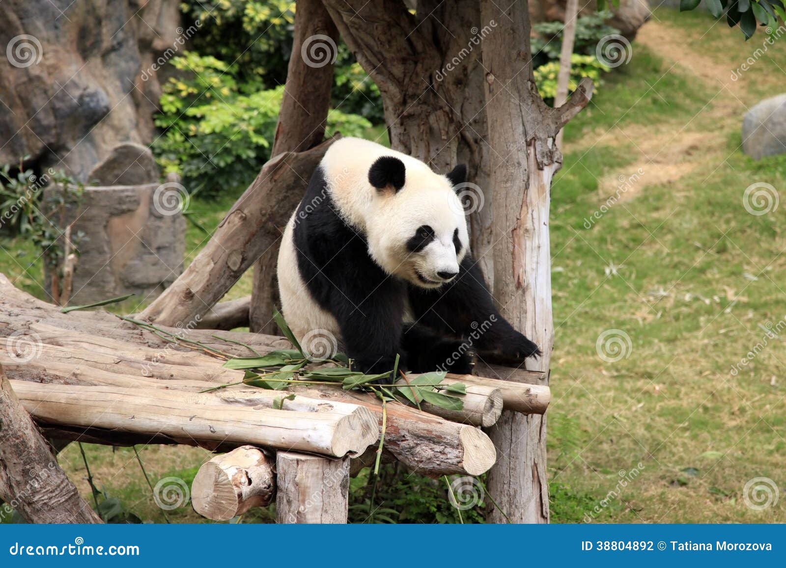 Grote panda stock foto. Image of china, dier, groot, comfortabel - 38804892