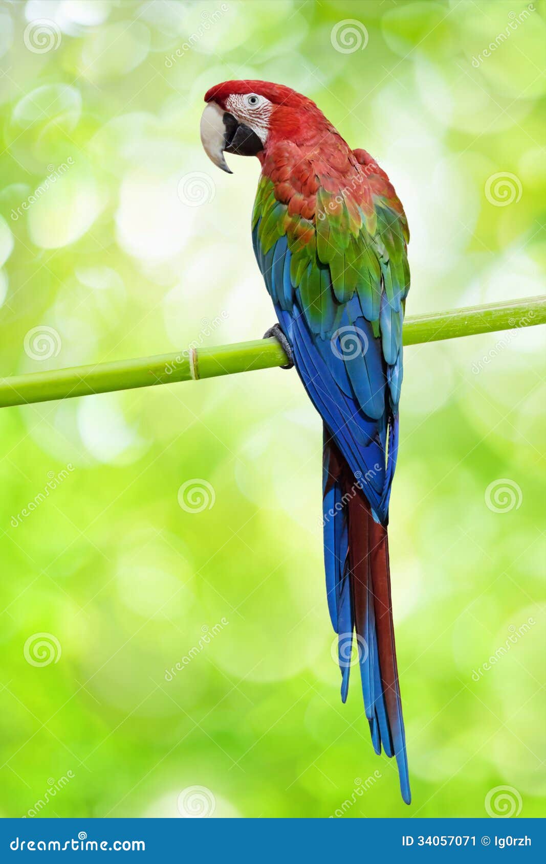 Grote papegaai stock afbeelding. Image of dier, rood - 34057071