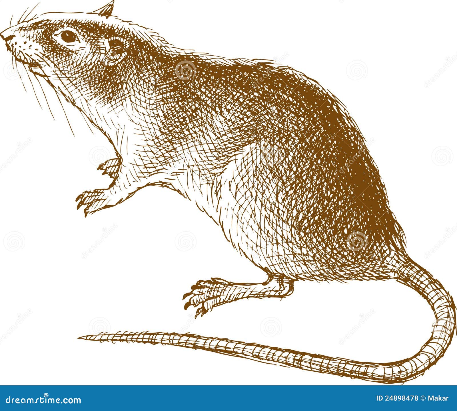 Grote rat vector illustratie. Illustration of klauwen - 24898478