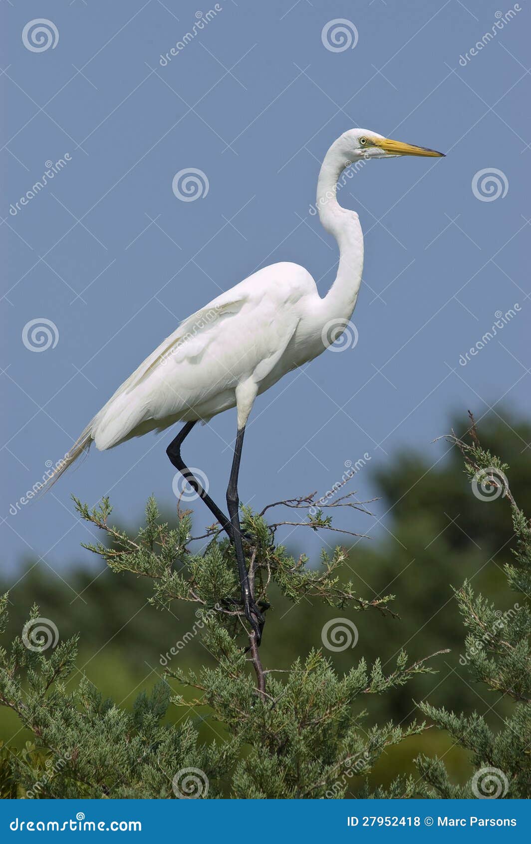Grote Reiger in Altijdgroene Boom Stock Foto - Image of verticaal, dier ...