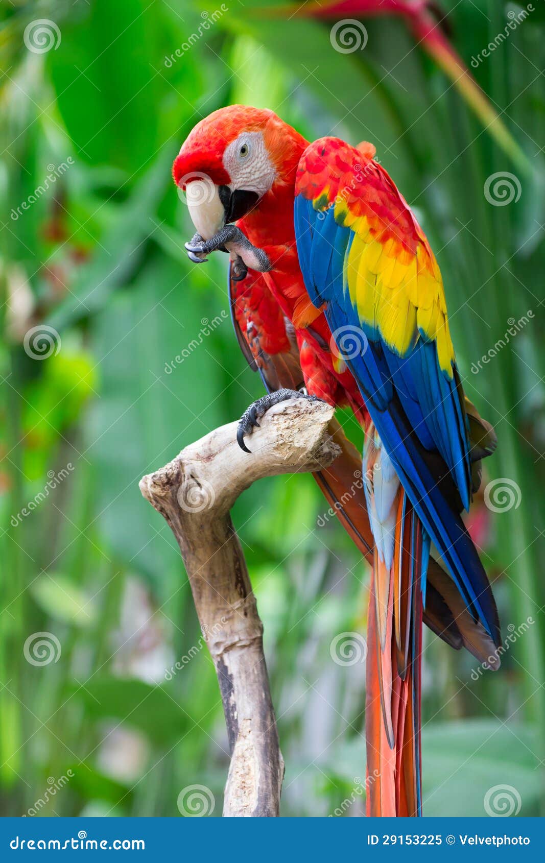 Grote rode ara stock afbeelding. Image of vrijheid, tropisch - 29153225