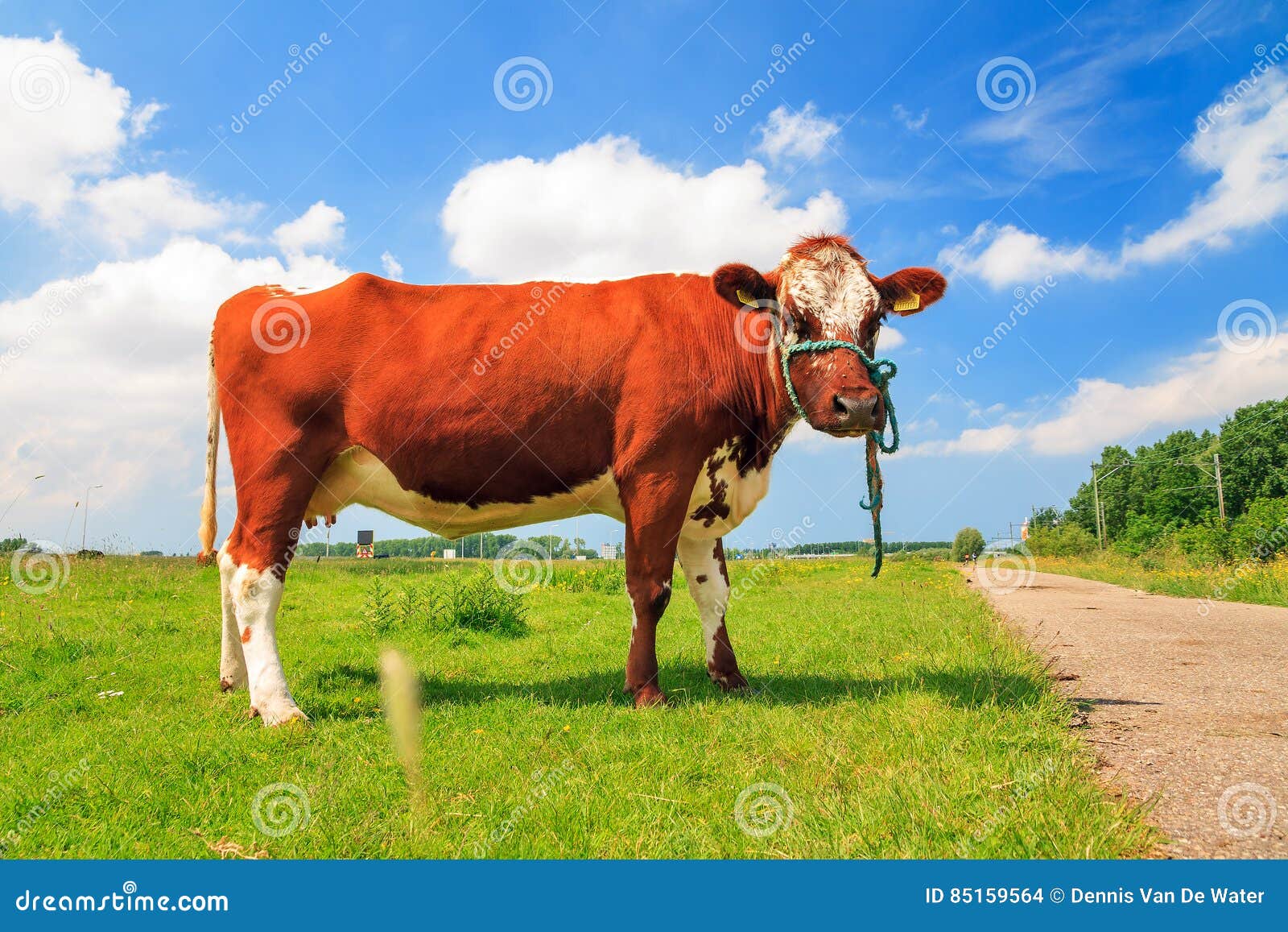 Grote rode Bos-Stier stock foto. Image of zomer, nederland - 85159564