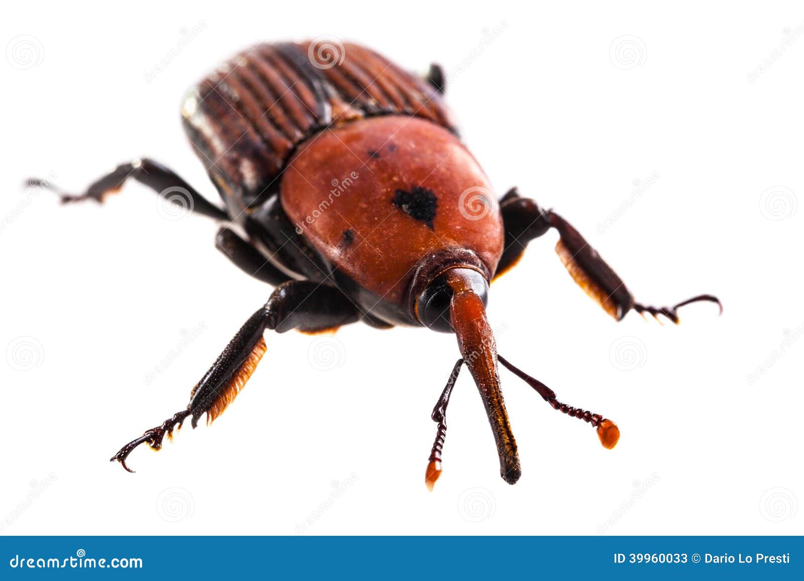 Grote rode graanklander stock afbeelding. Image of palm - 39960033