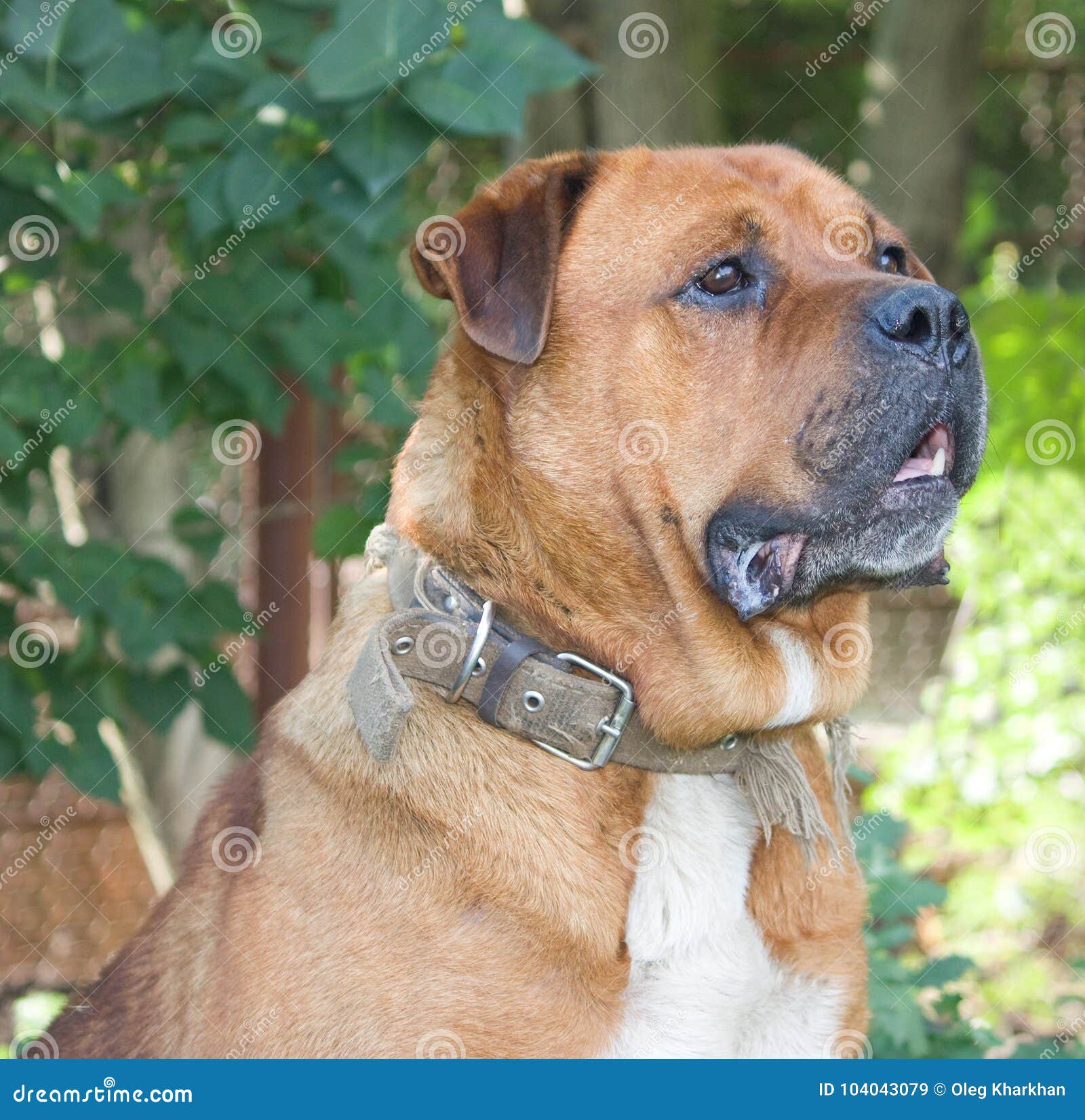 Grote Rode Hond stock afbeelding. Image of brutaal, groot - 104043079