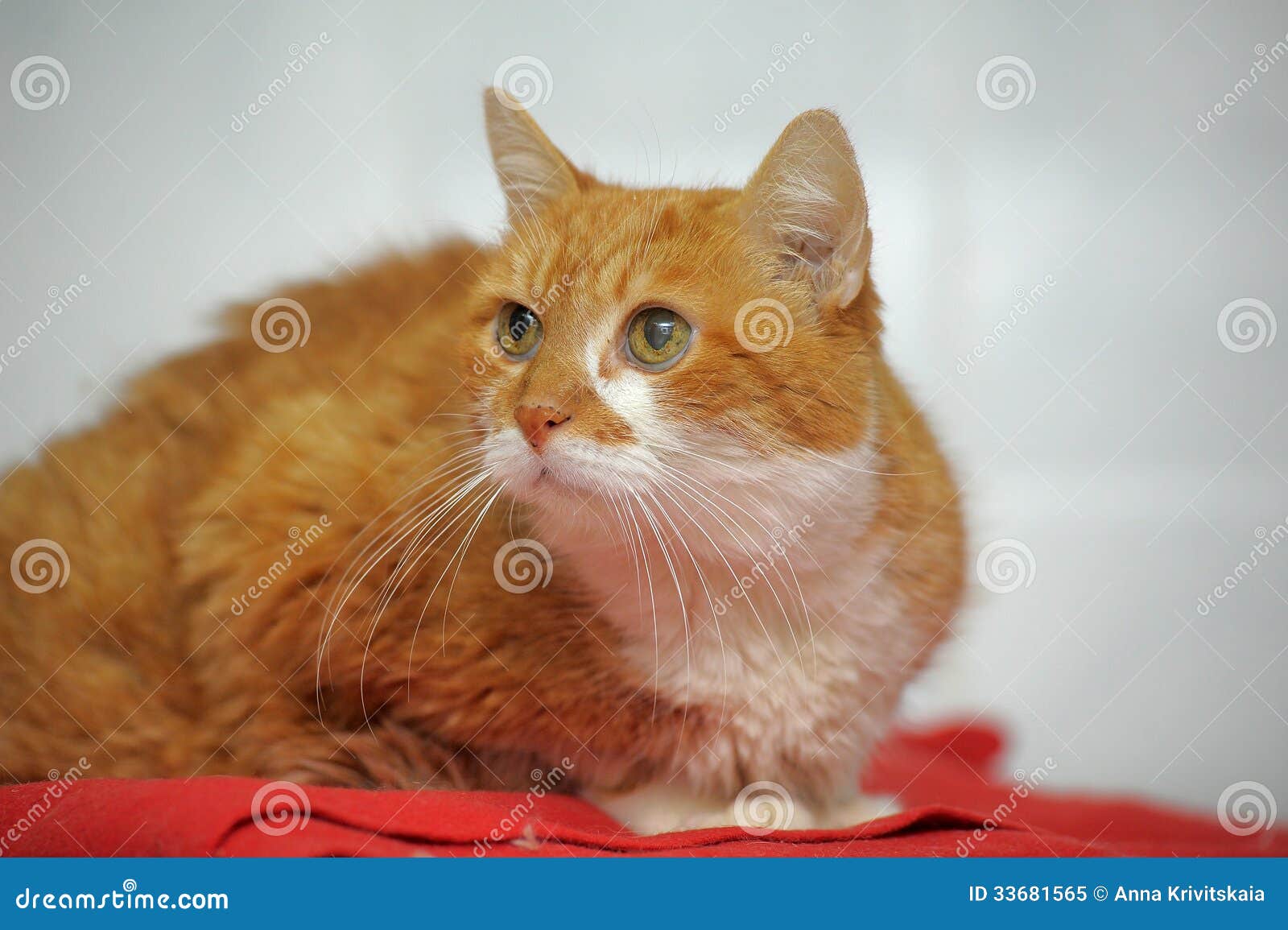 Grote rode kat stock afbeelding. Image of depressie, schoonheid - 33681565