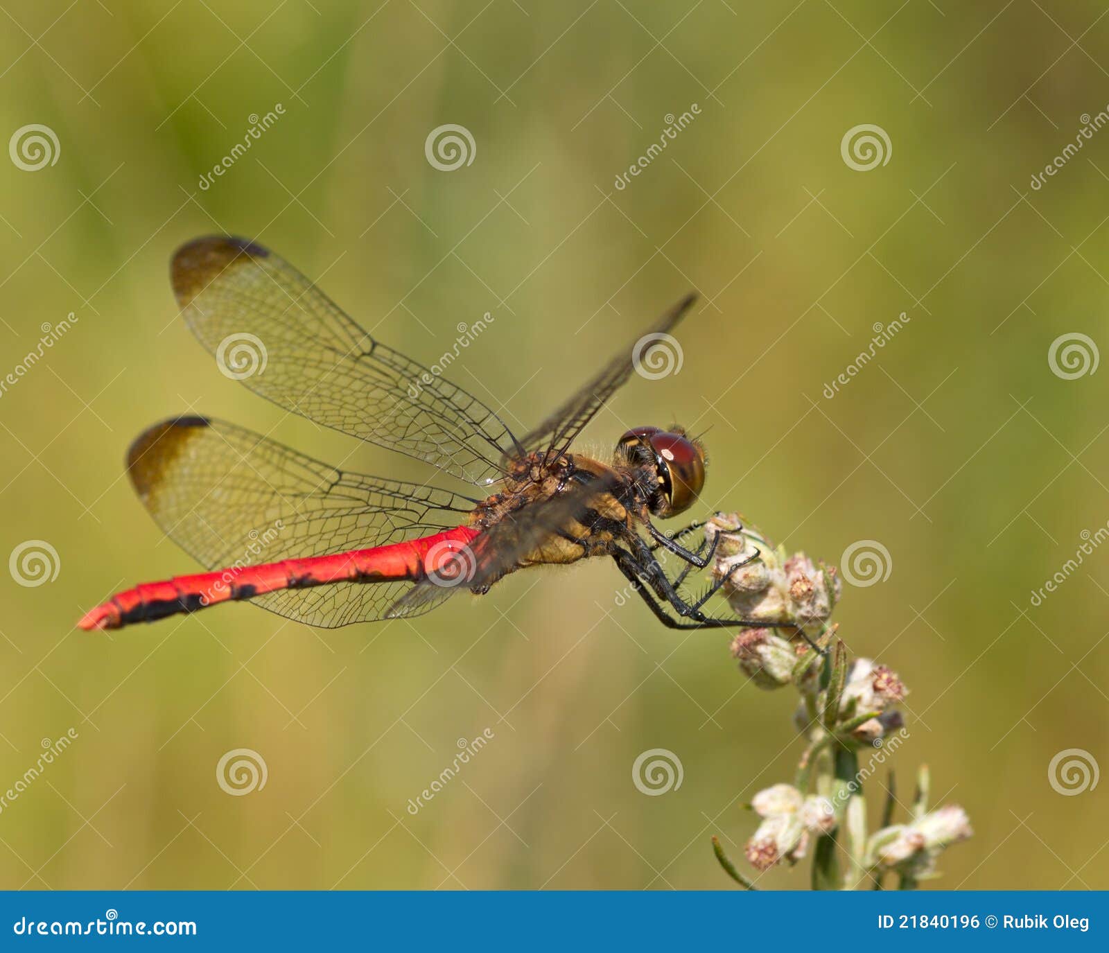 Grote rode libel stock foto. Image of dier, bloem, insect - 21840196