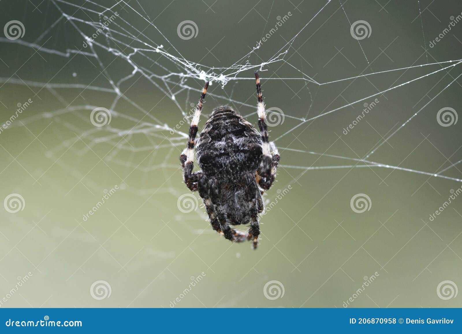 Grote Rode Spin in Een Web in Het Bos Stock Foto - Image of netto, dauw ...