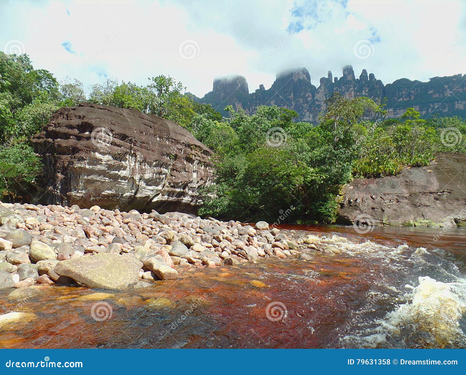 Grote Rots stock foto. Image of venezuela, verkrachters - 79631358