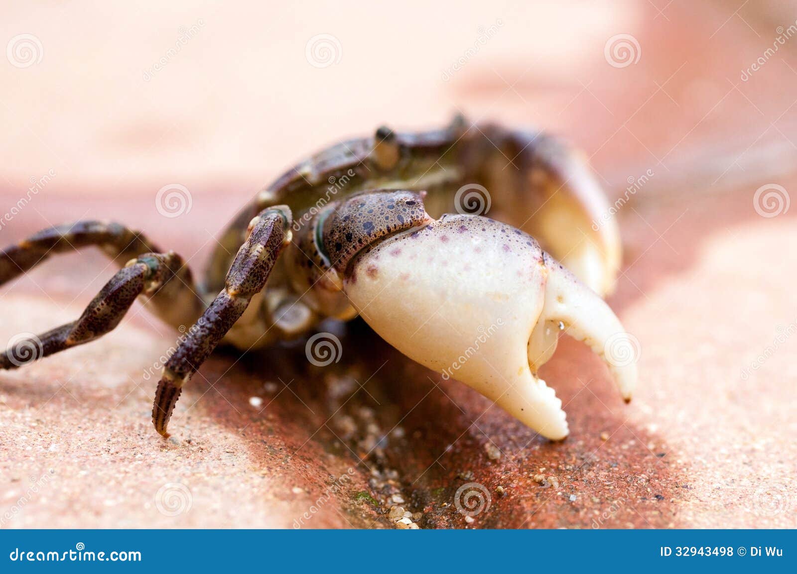 Grote schaar van krab stock foto. Image of heerlijk, snuifje - 32943498