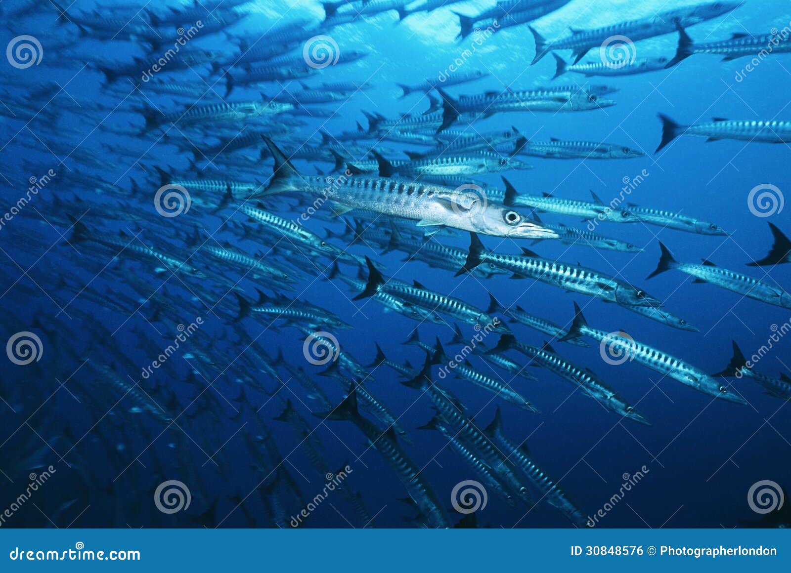 Grote School Van Barracudavissen Stock Foto - Image of niemand, buiten ...