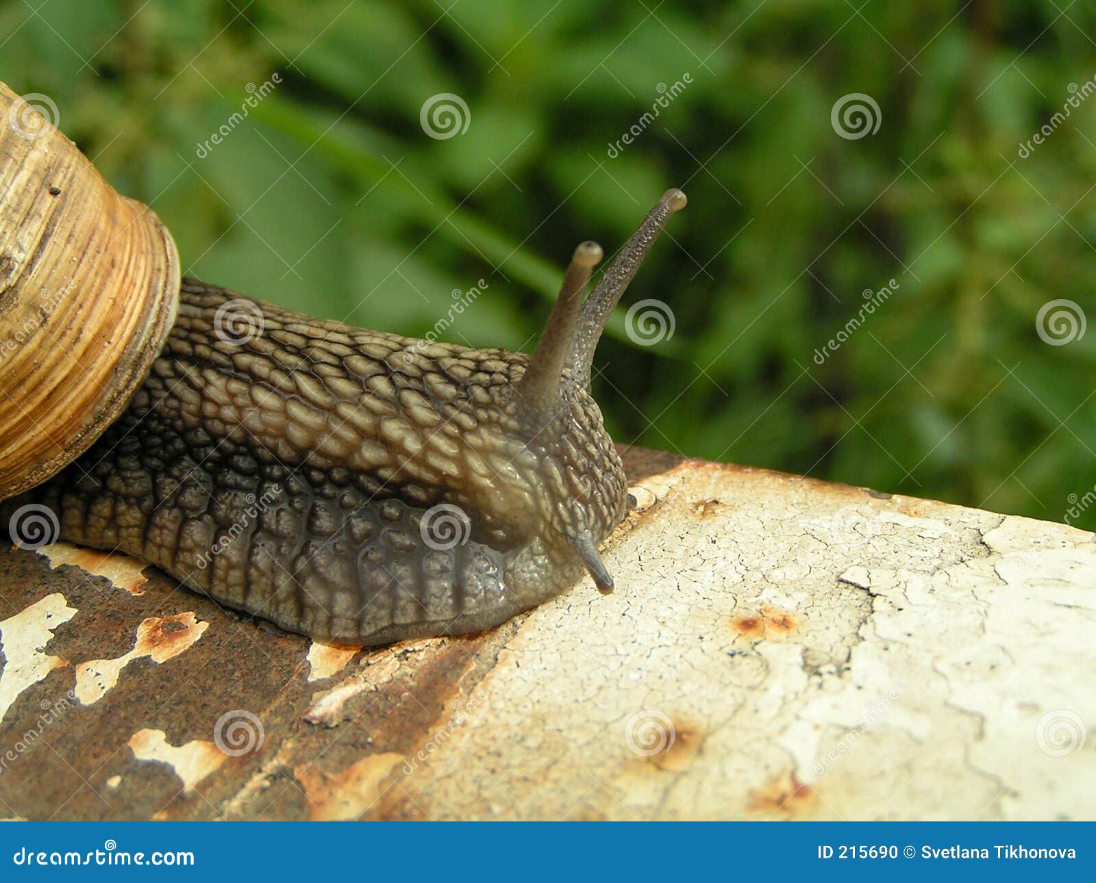 Grote slak stock foto. Image of huis, zomer, buiten, naaktslak - 215690
