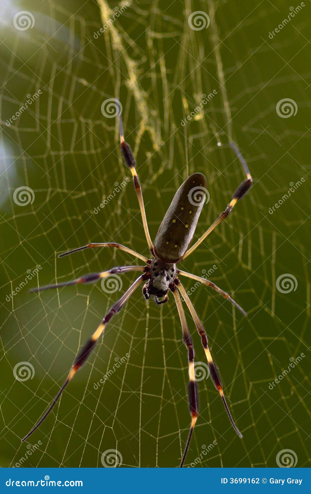 Grote Spin stock foto. Image of strepen, hoektanden, vlekken - 3699162