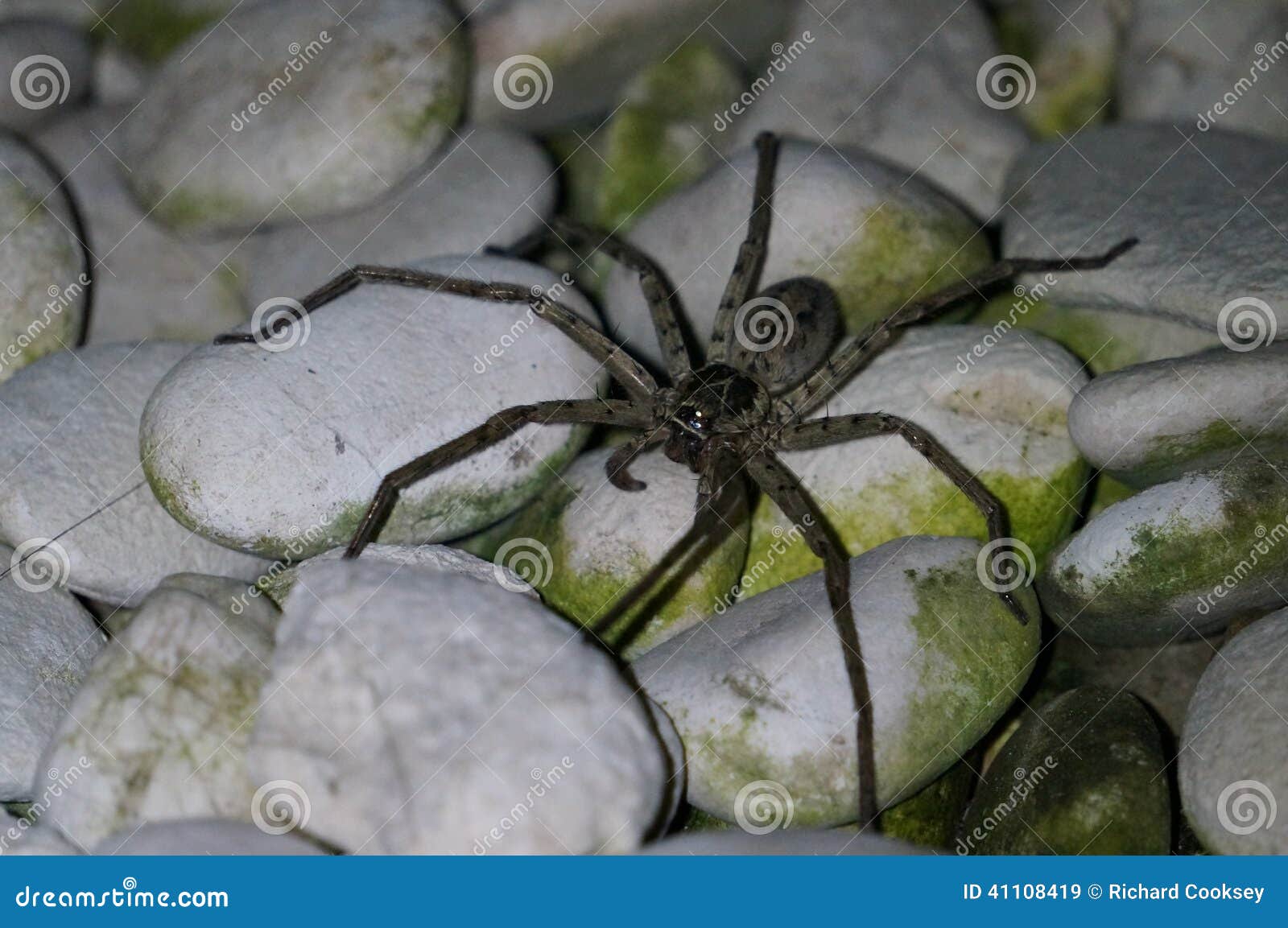 Grote spin op rotsen stock afbeelding. Image of groot - 41108419