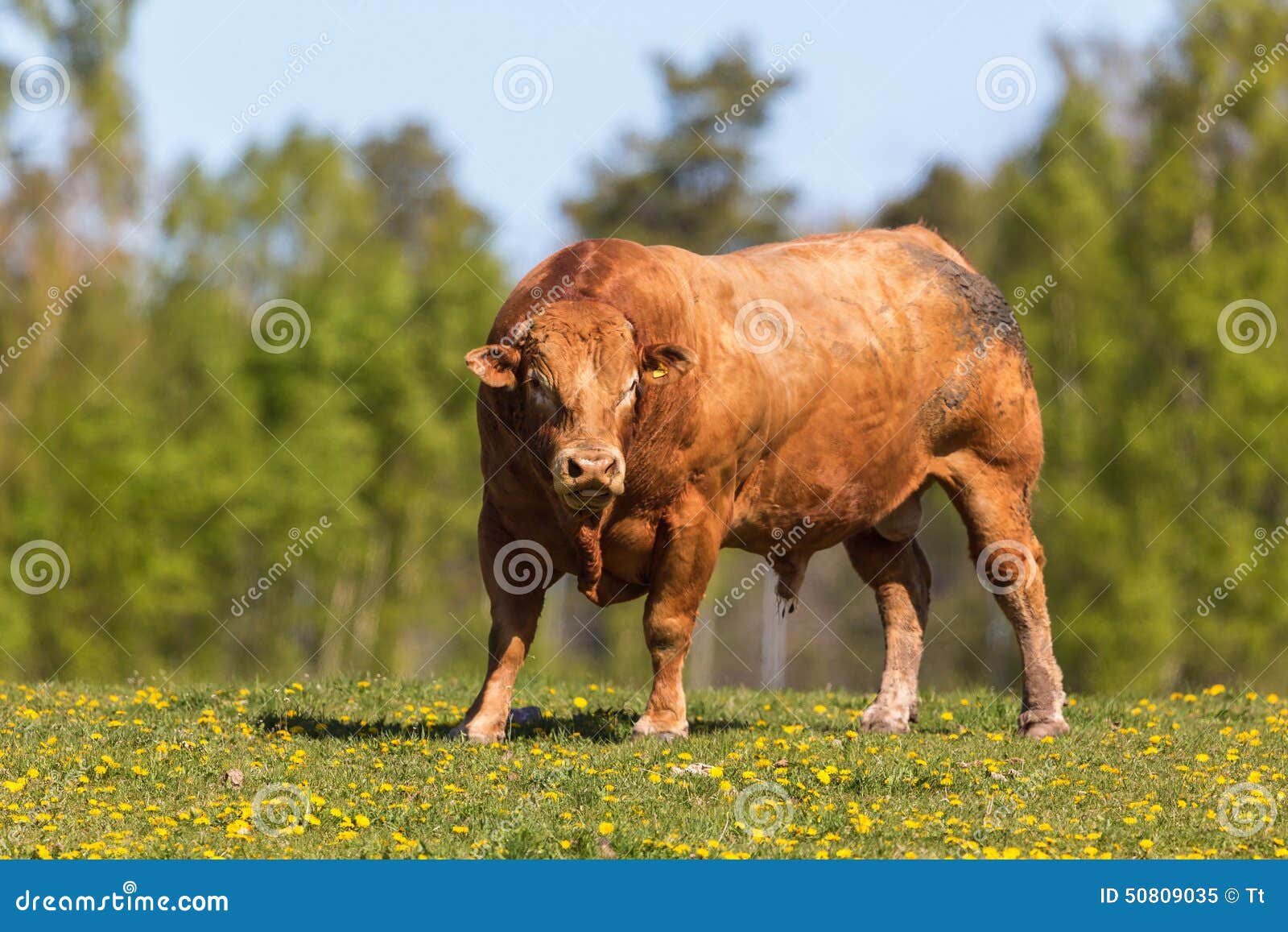 Grote stier in een weiland stock afbeelding. Image of paardebloem ...