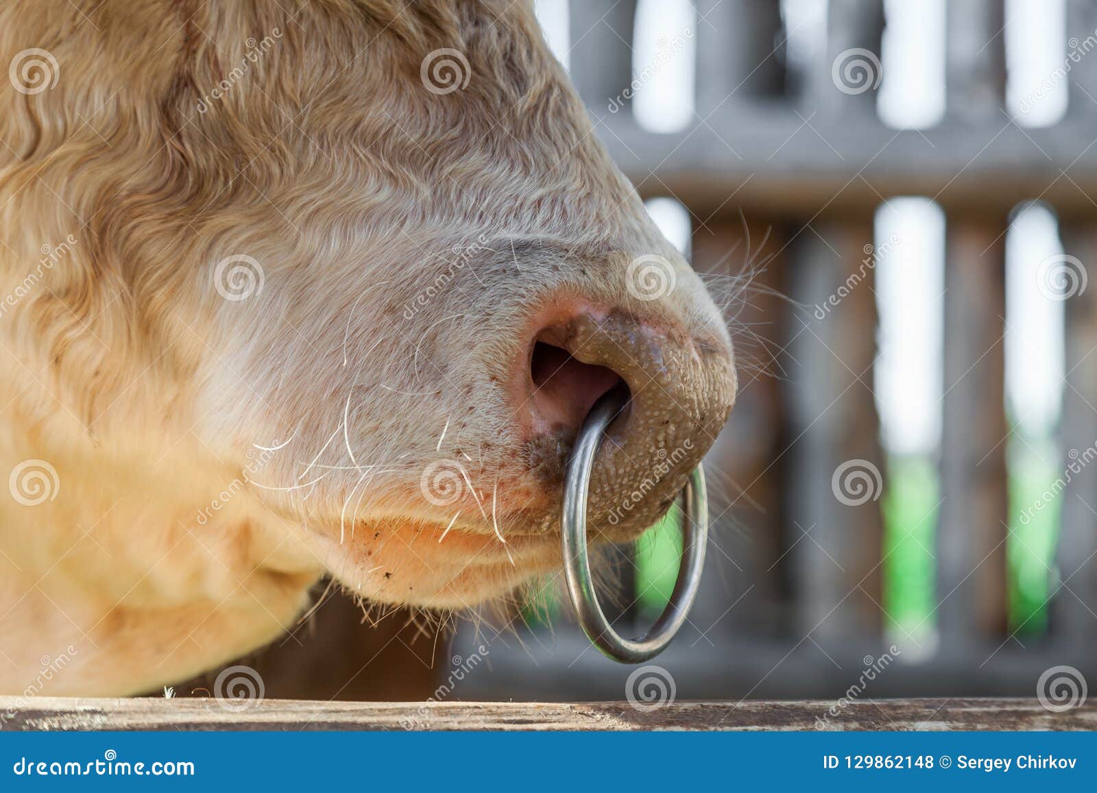 Grote Stier Met Een Ring in Een Neus Stock Foto - Image of weiland ...