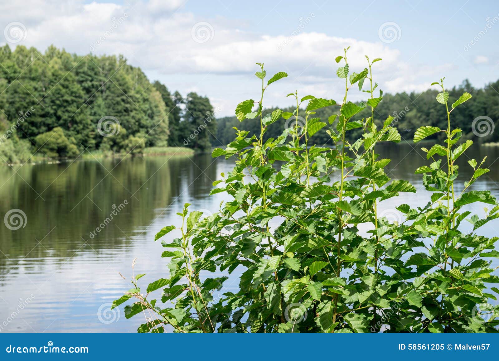 Grote Struik Van Een Groene Els Stock Afbeelding - Image of landschap ...