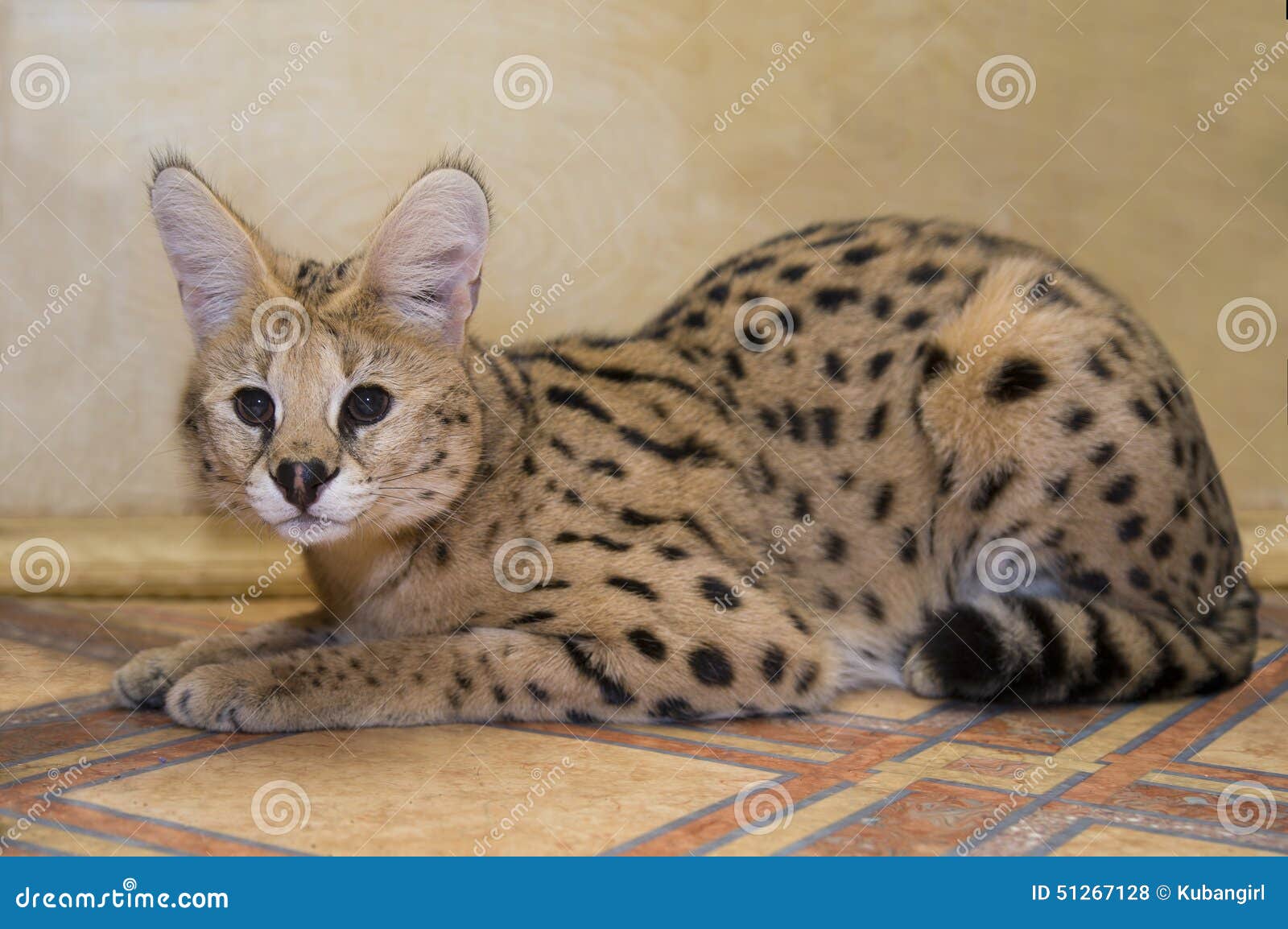 Afrikaanse Serval Kat Huiselijk