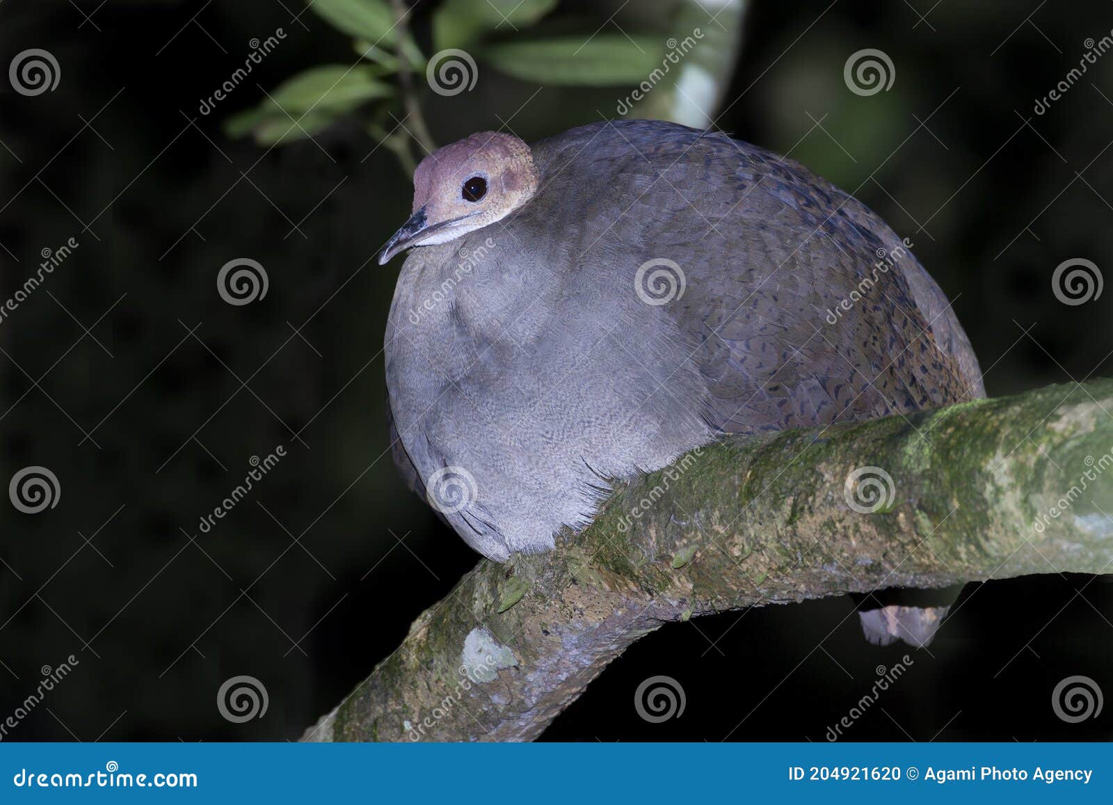 Grote Tinamoe, Great Tinamou, Tinamus Major Stock Photo - Image of ...