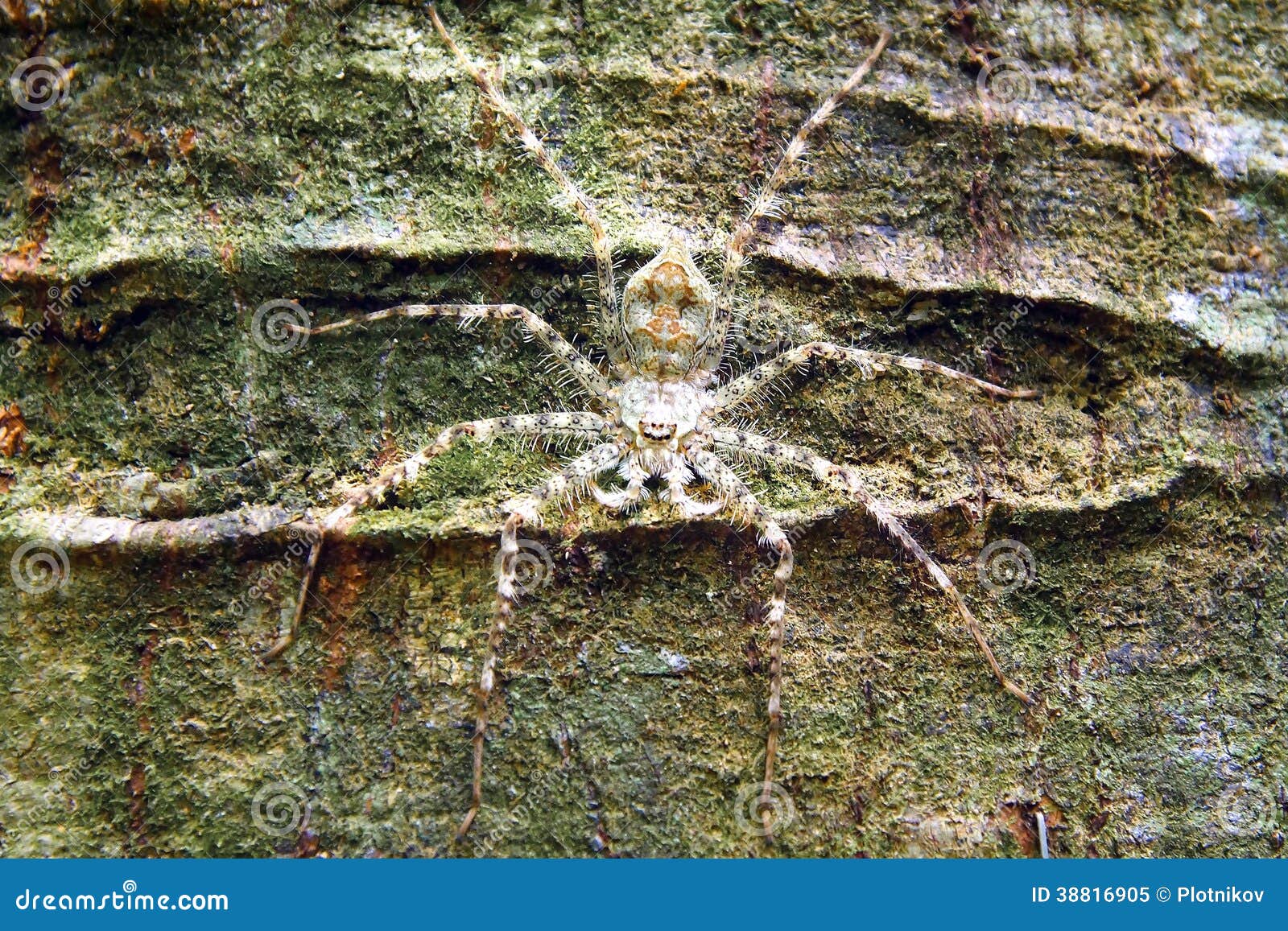 Grote tropische spin. stock afbeelding. Image of verschrikking - 38816905