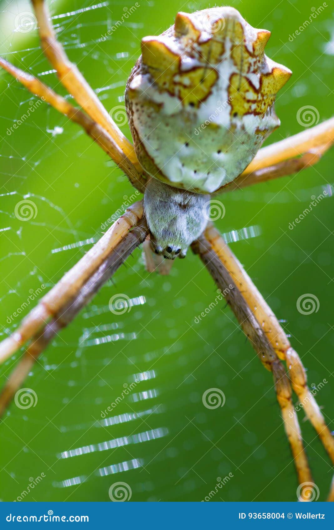 Grote tropische spin stock foto. Image of rica, naughty - 93658004