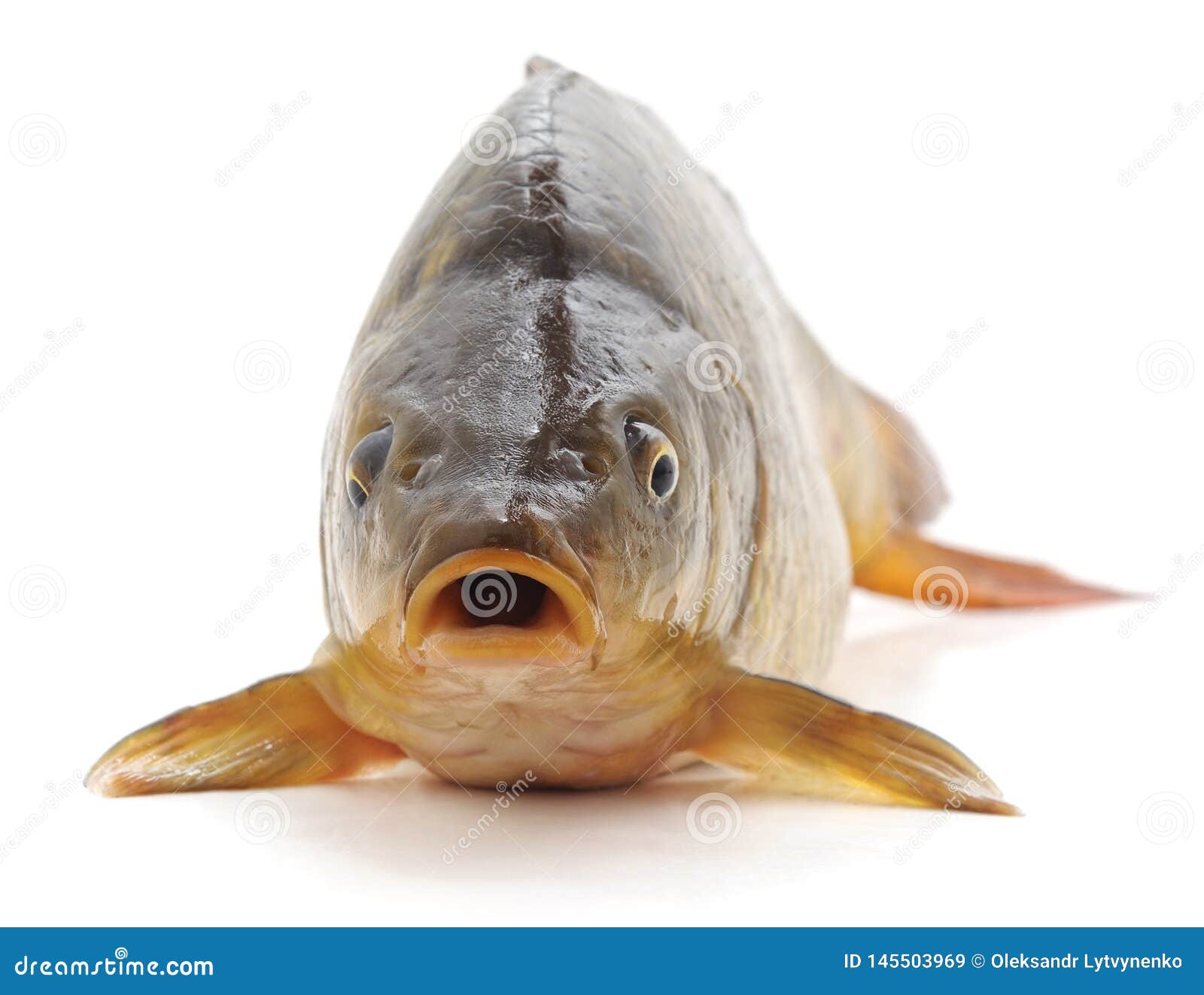 Grote verse karper stock afbeelding. Image of rivier - 145503969