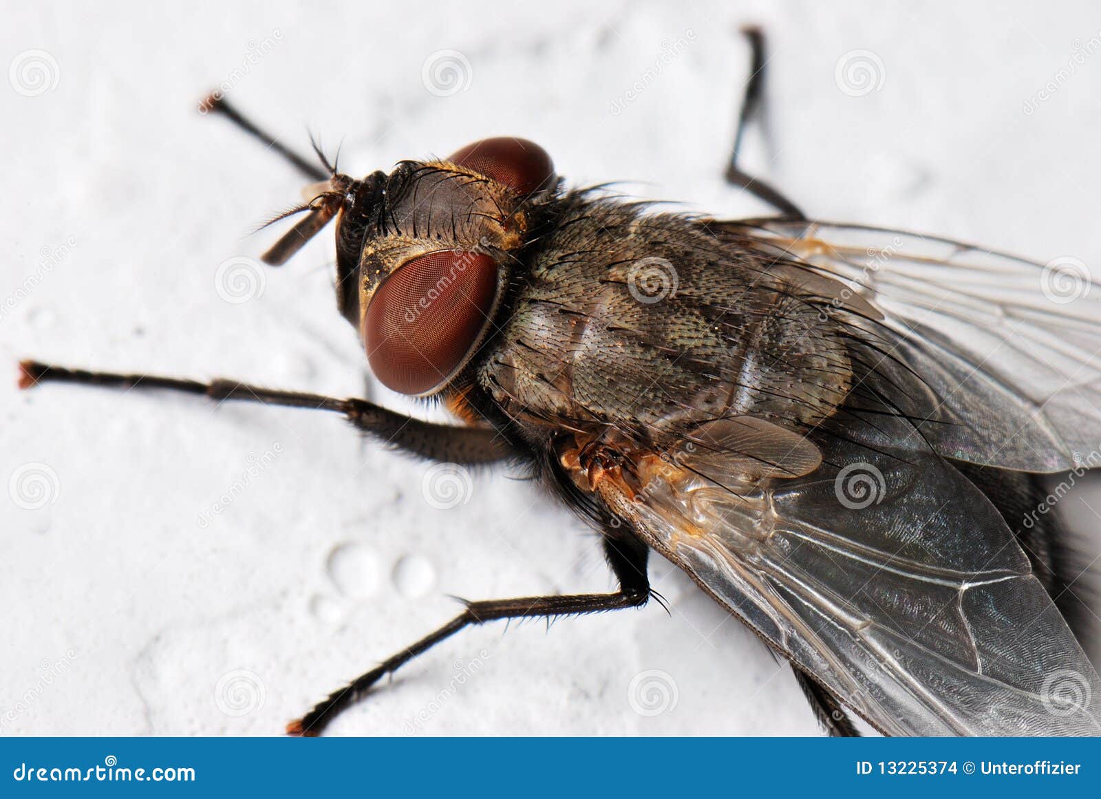 Grote Vlieg stock foto. Image of gegevens, larvaal, bederf - 13225374