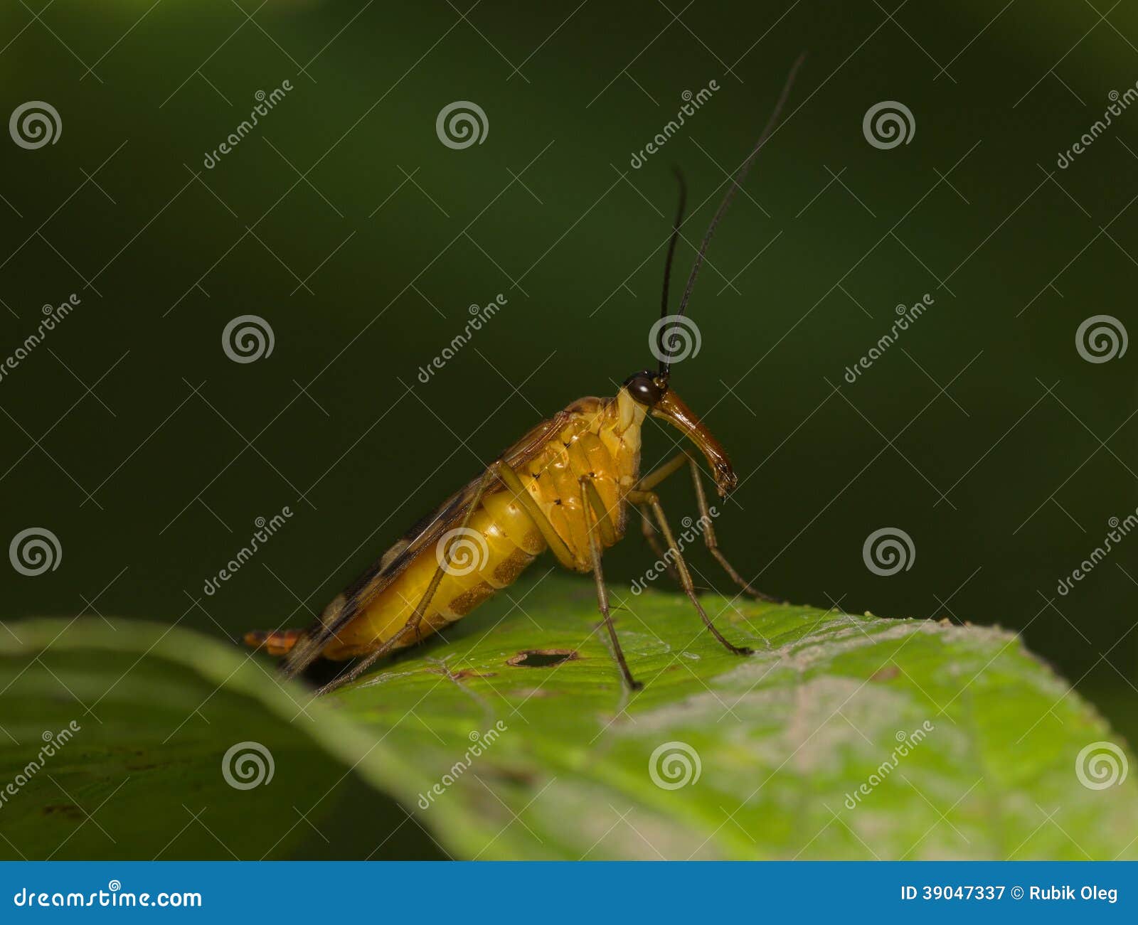 Grote Vlieg Met Een Lange Neus Stock Afbeelding - Image of vlieg, gras ...