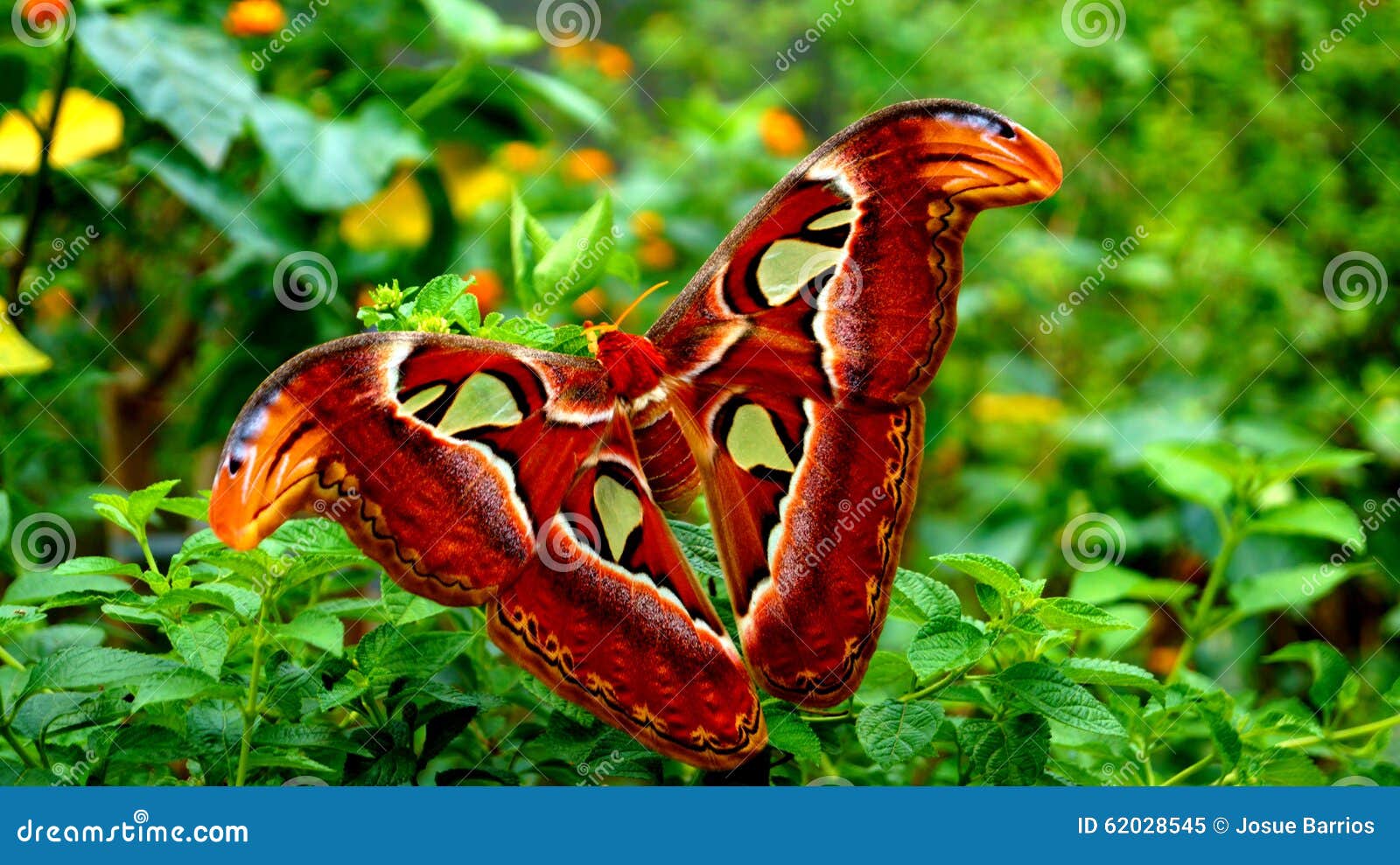 Grote vlinder stock afbeelding. Image of posten, vlinder - 62028545