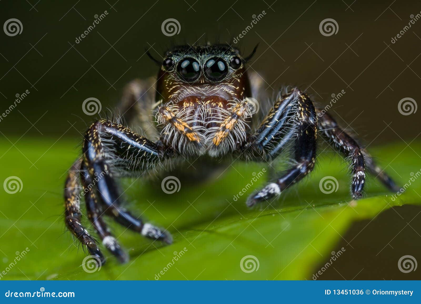 Grote Vrouwelijke Het Springen Spin Stock Foto - Image of fauna, insect ...