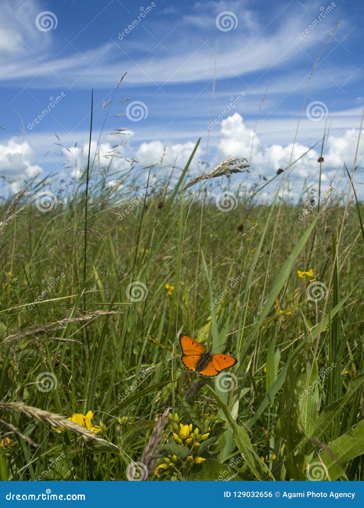 Grote Vuurvlinder, Large Copper, Lycaena Dispar Batava Stock ...