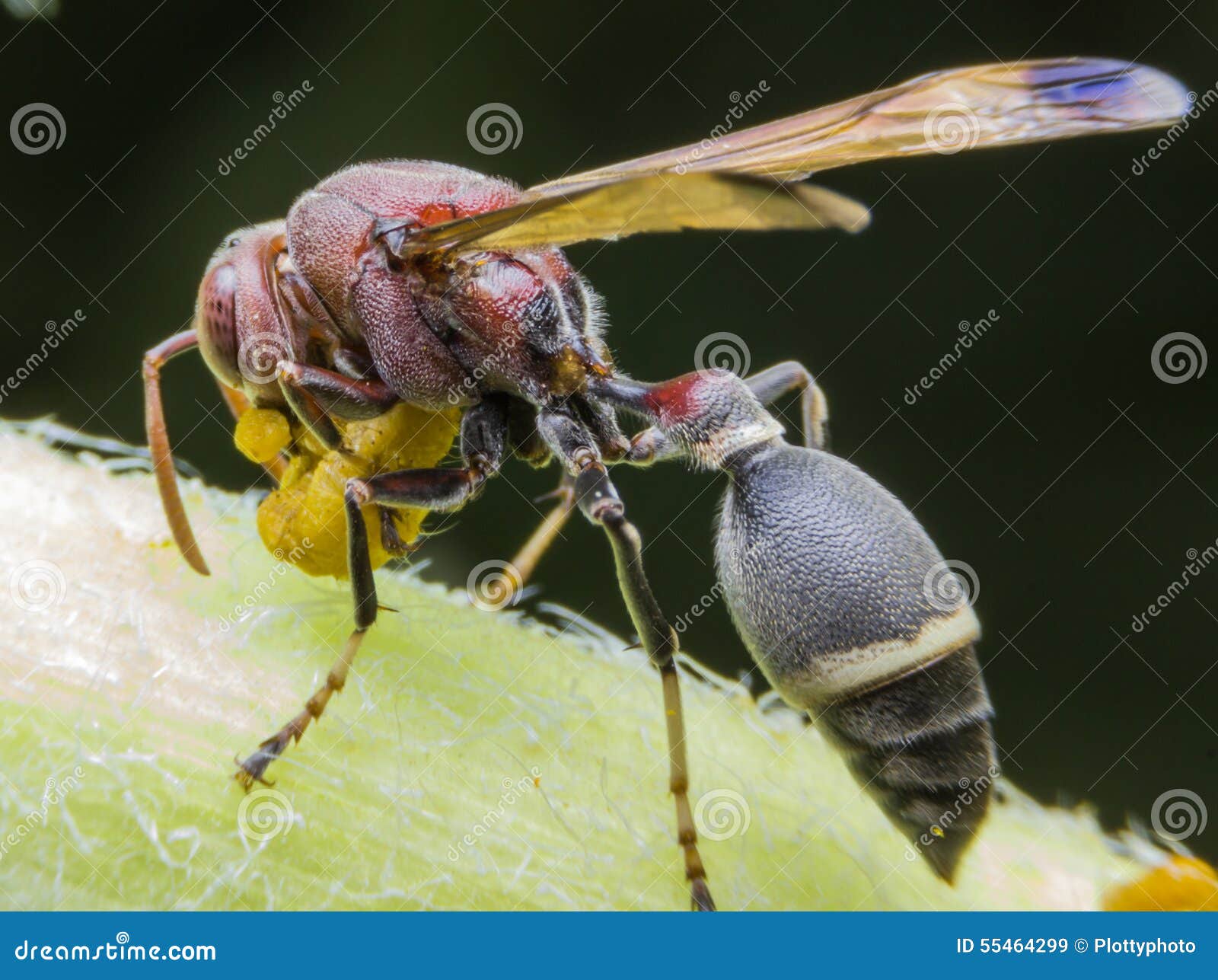 Grote Wesp Op Dunne Tak in De Lente Stock Afbeelding - Image of ...