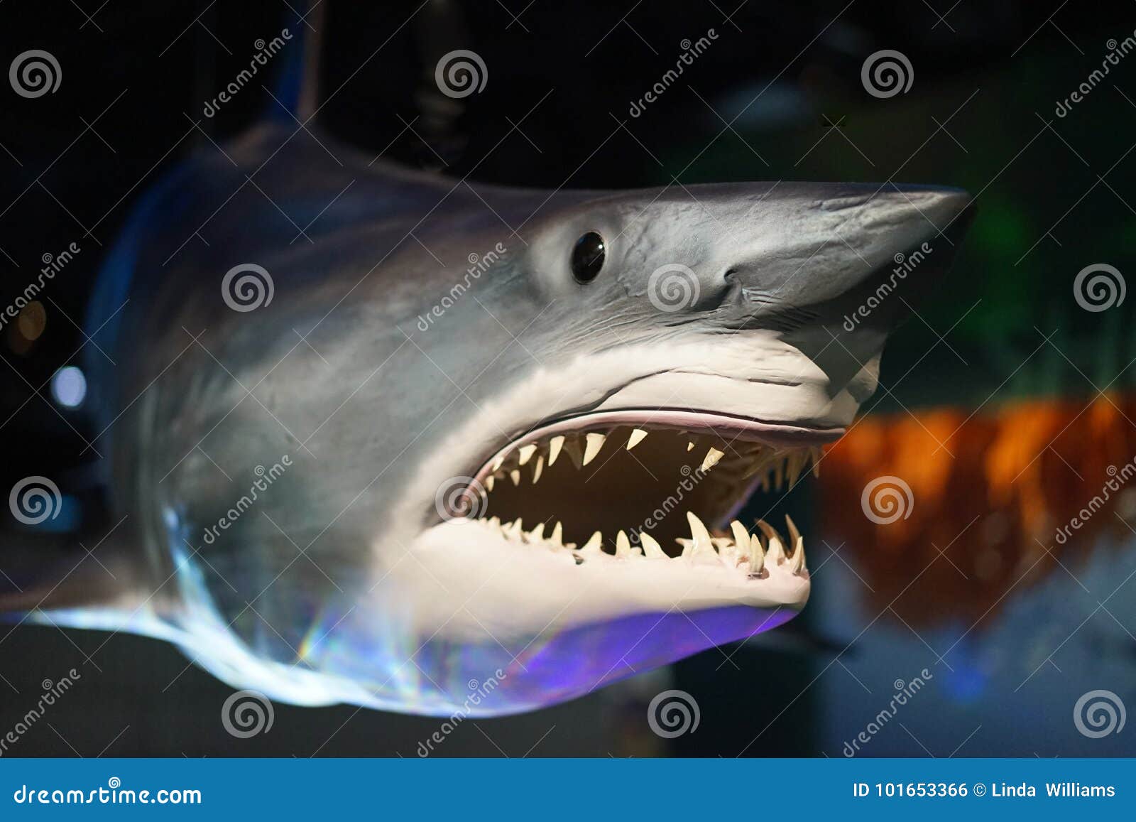 Grote Witte Haai stock foto. Image of scheermes, soorten - 101653366