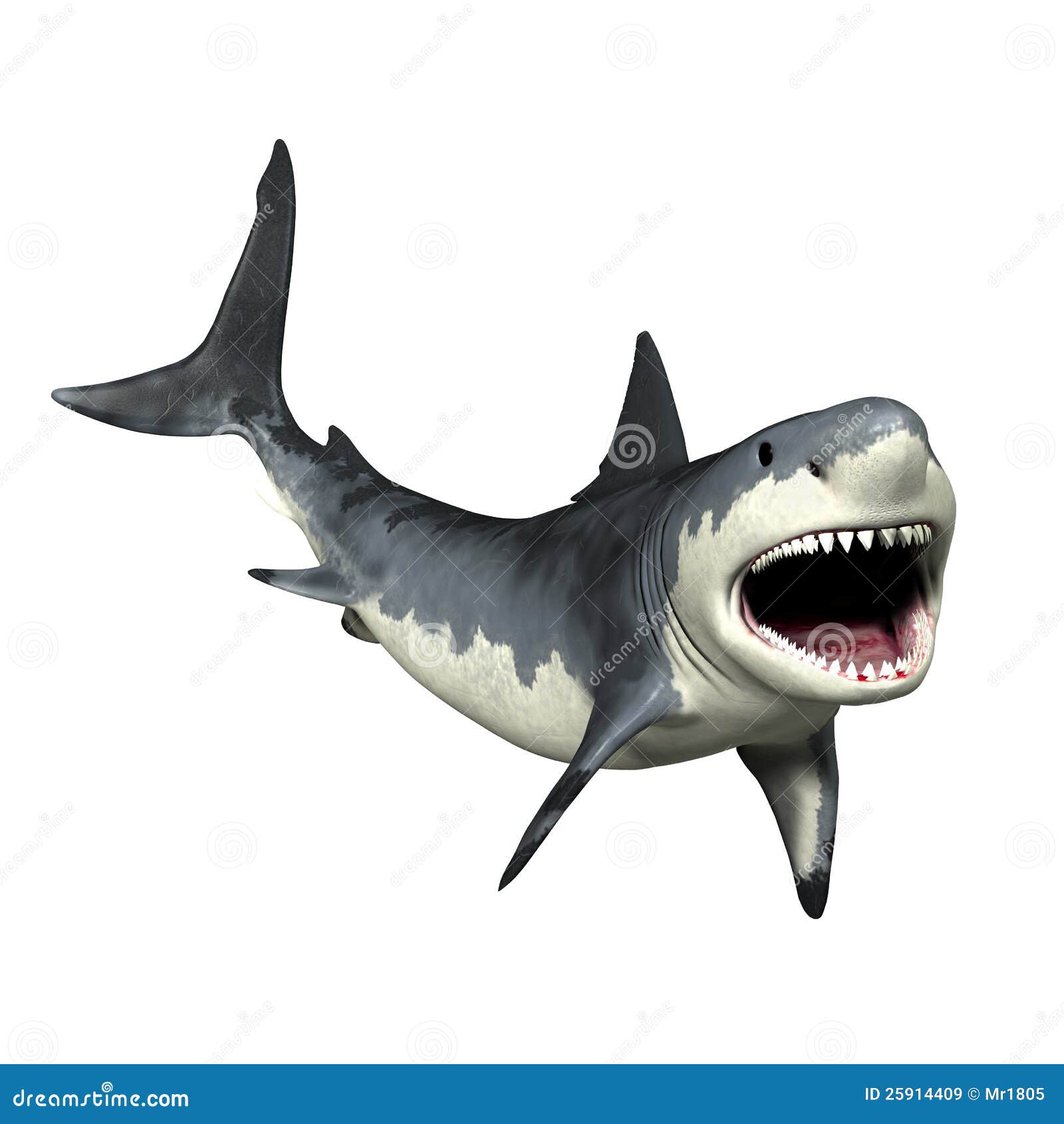 Grote Witte Haai stock illustratie. Illustration of water - 25914409