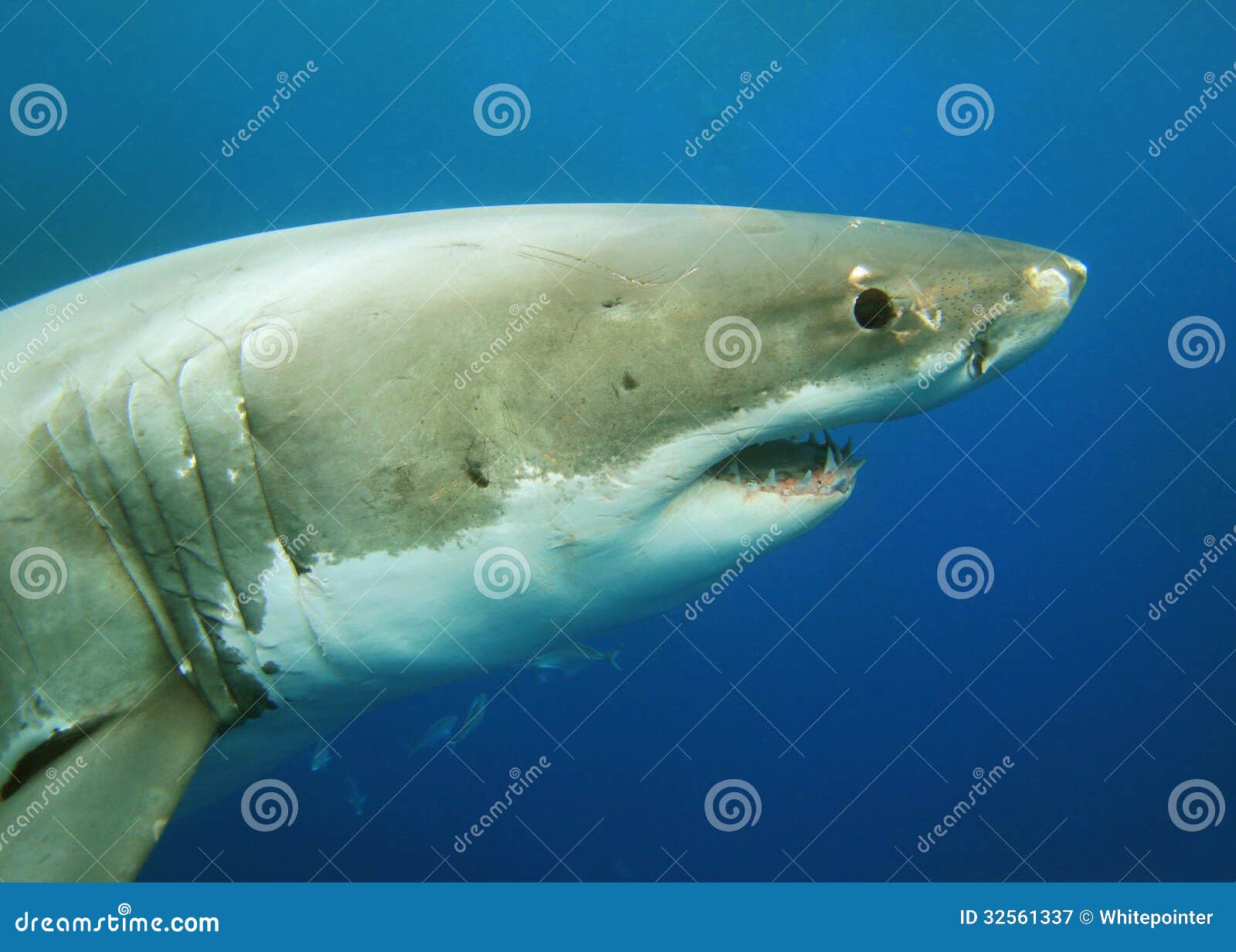 Grote Witte Haai stock afbeelding. Image of aggressiviteit - 32561337