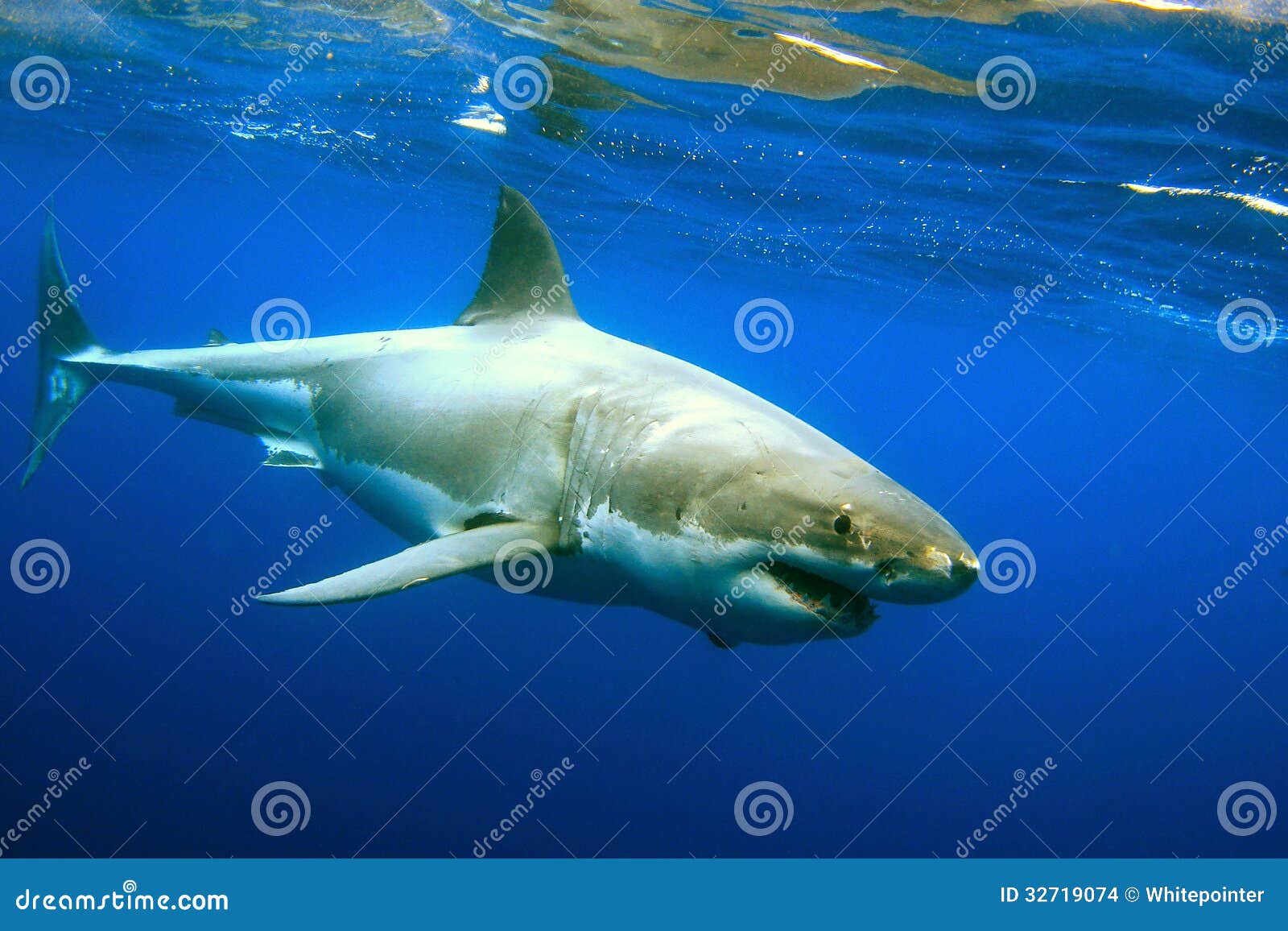 Grote Witte Haai stock foto. Image of majestueus, dier - 32719074 Grote Witte Haai stock foto. Image of majestueus, dier - 32719074