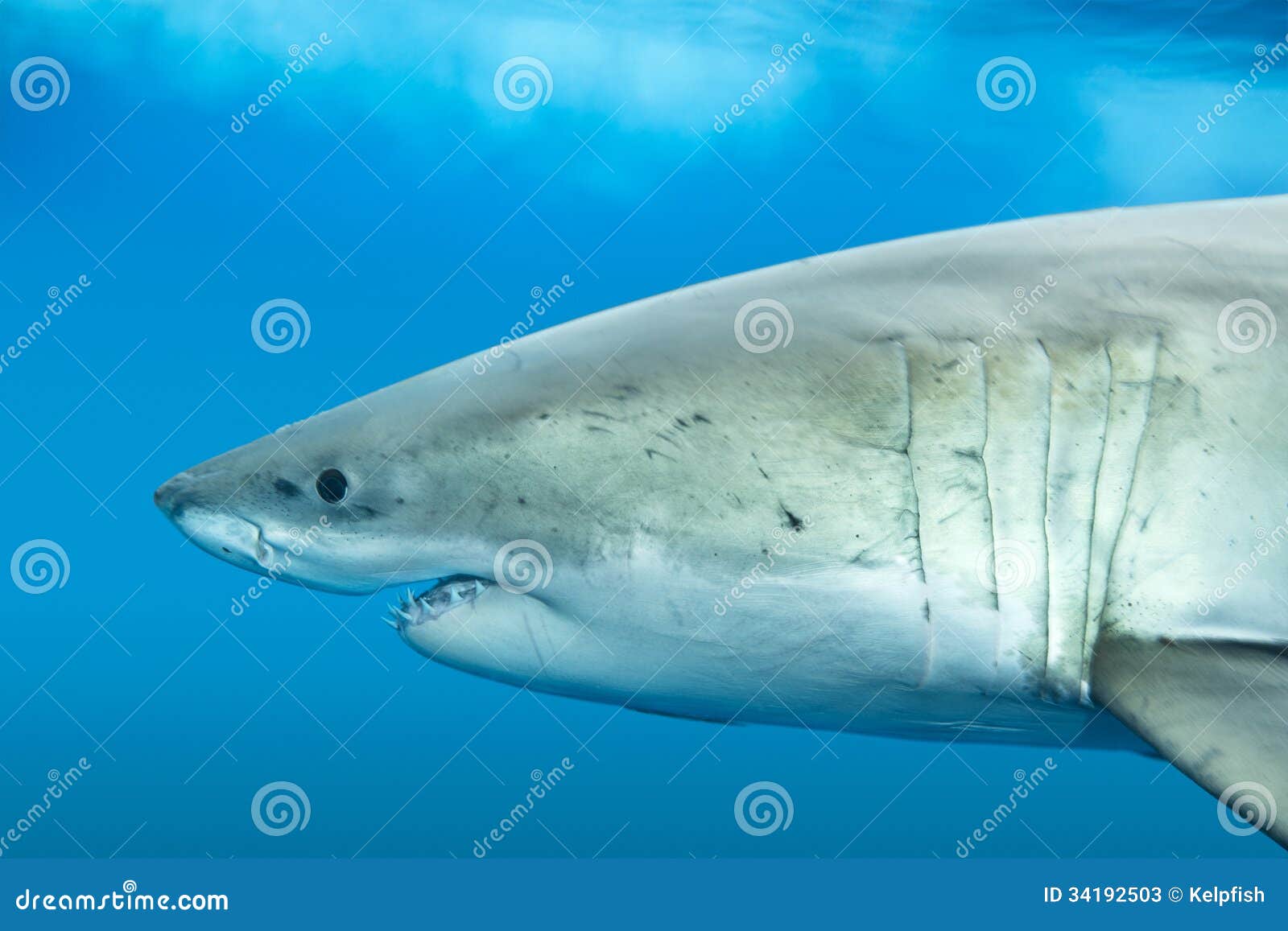 Grote witte haai stock afbeelding. Image of nave, roofdier - 34192503