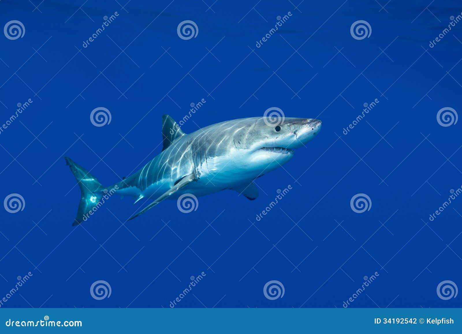 Grote witte haai stock foto. Image of haaien, jacht, guadalupe - 34192542