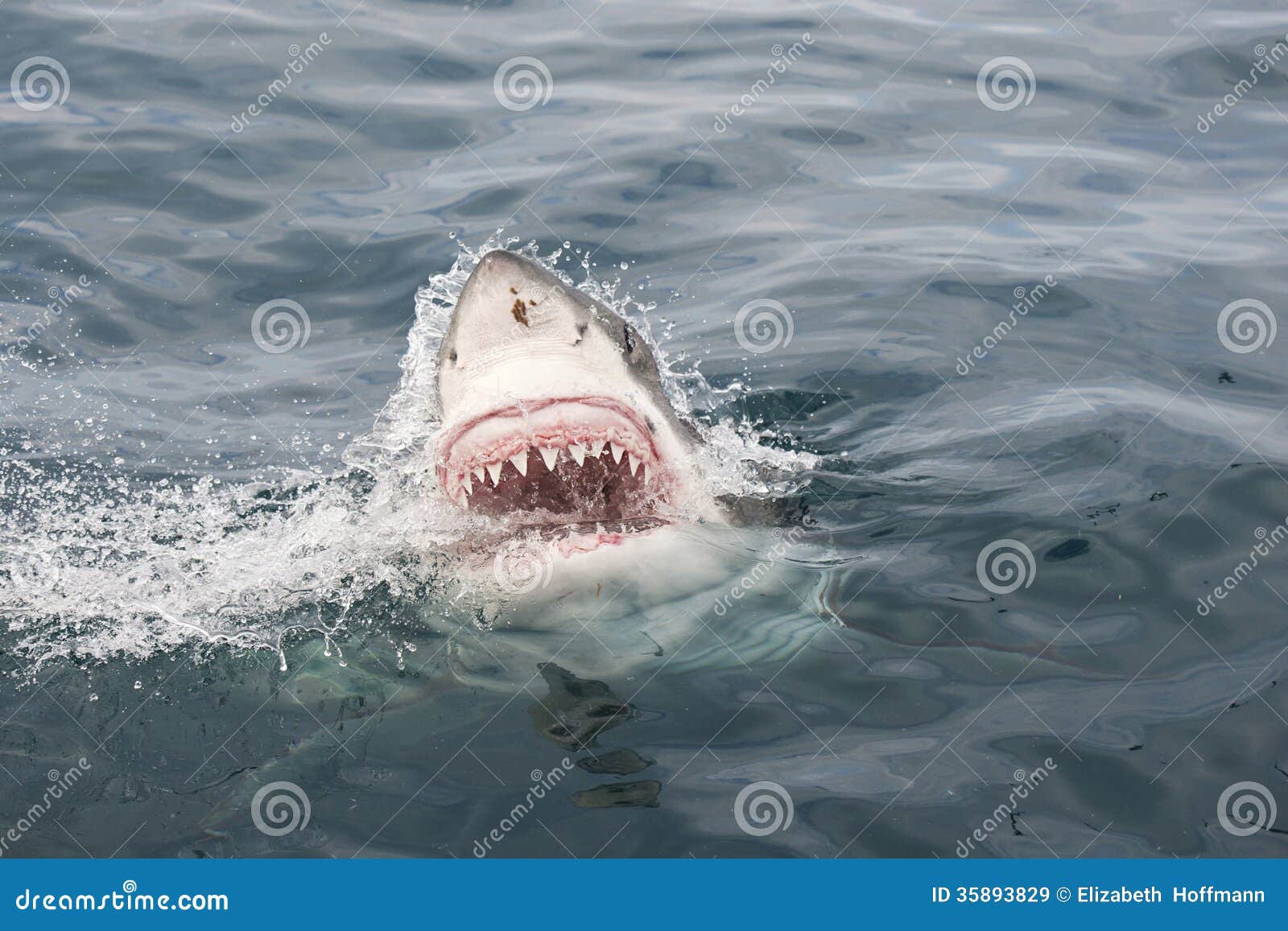 Grote witte haai stock afbeelding. Image of gevaar, oceaan - 35893829