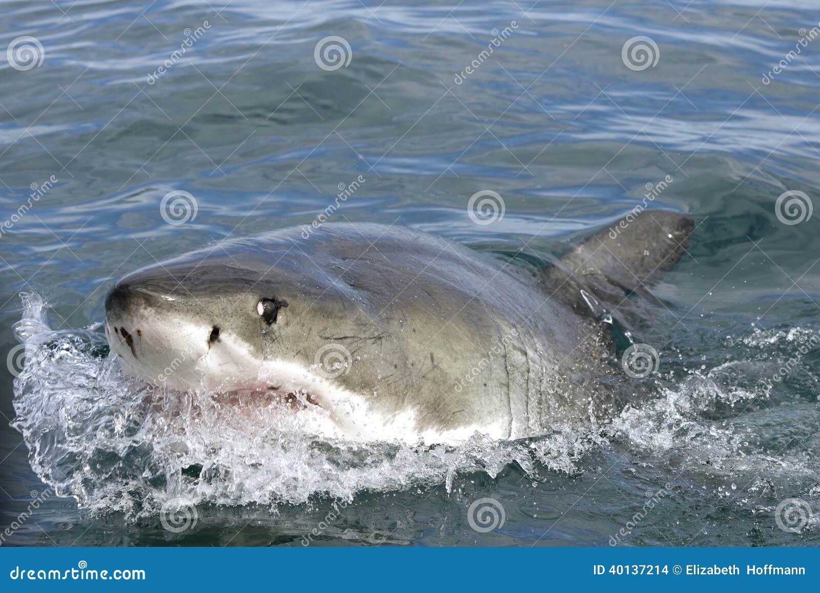 Grote witte haai stock foto. Image of oceaan, gevaarlijk - 40137214