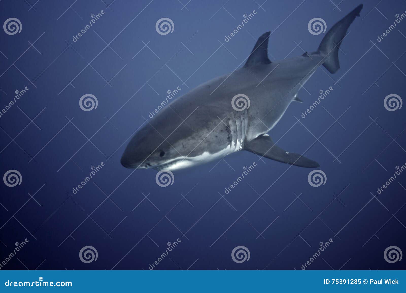 Grote Witte Haai stock afbeelding. Image of kleurrijk - 75391285