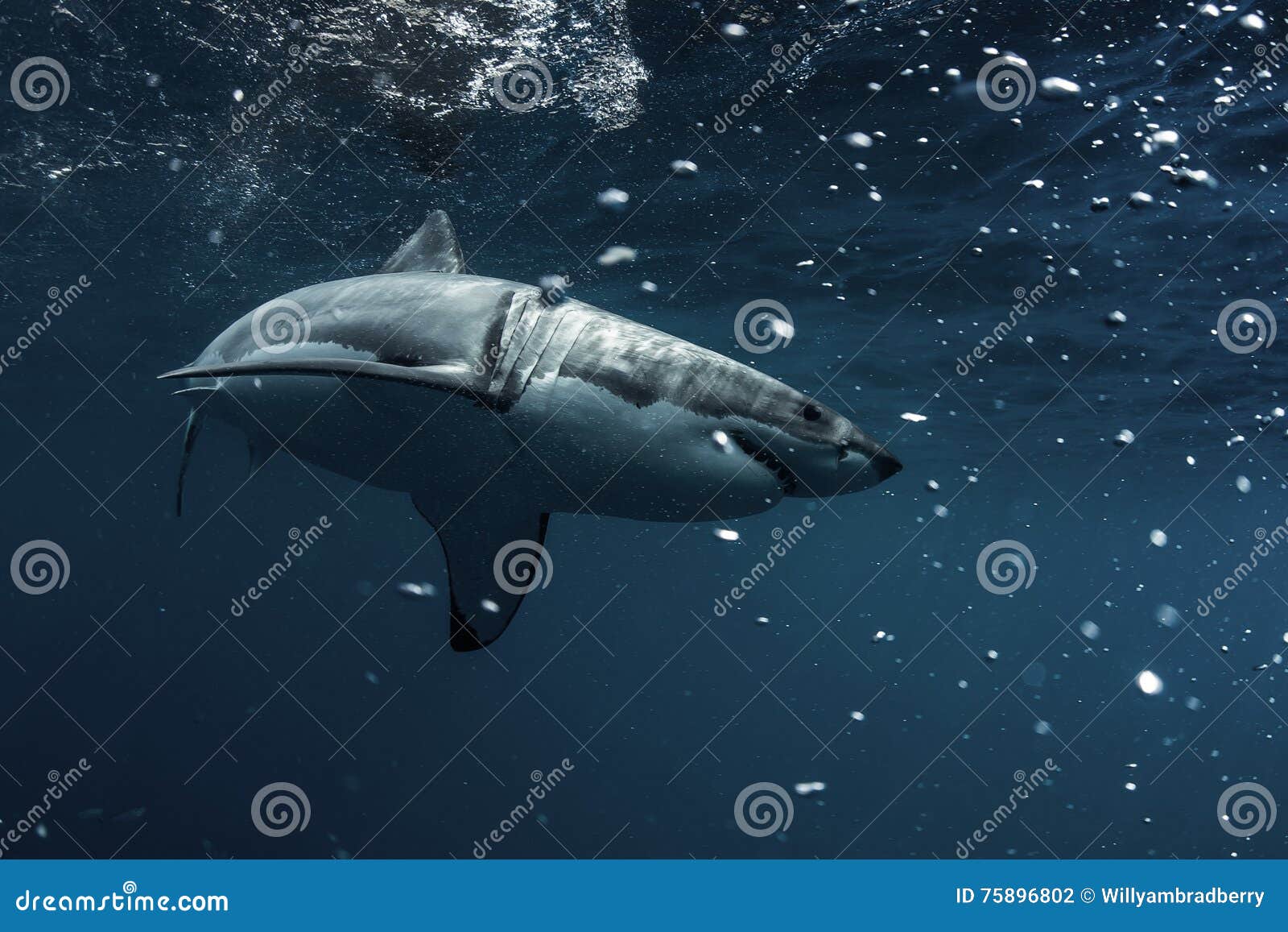 Grote Witte Haai stock foto. Image of jager, fotografie - 75896802