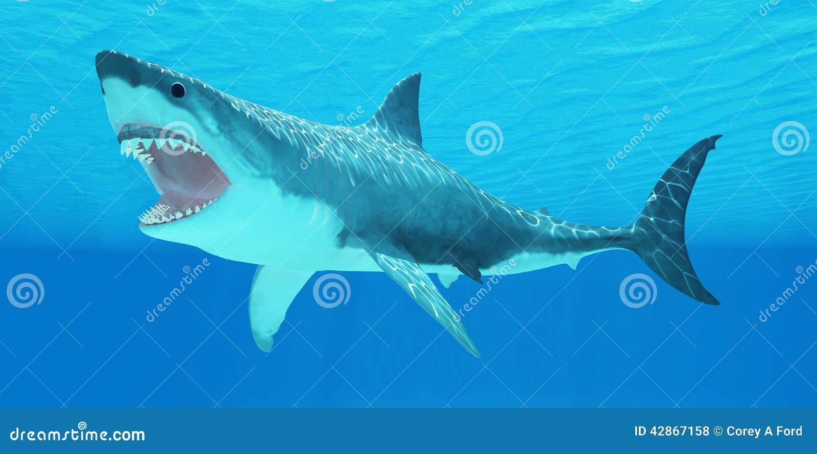 Grote Witte Haai Onderwater Stock Foto - Image of groot, vissen: 42867158