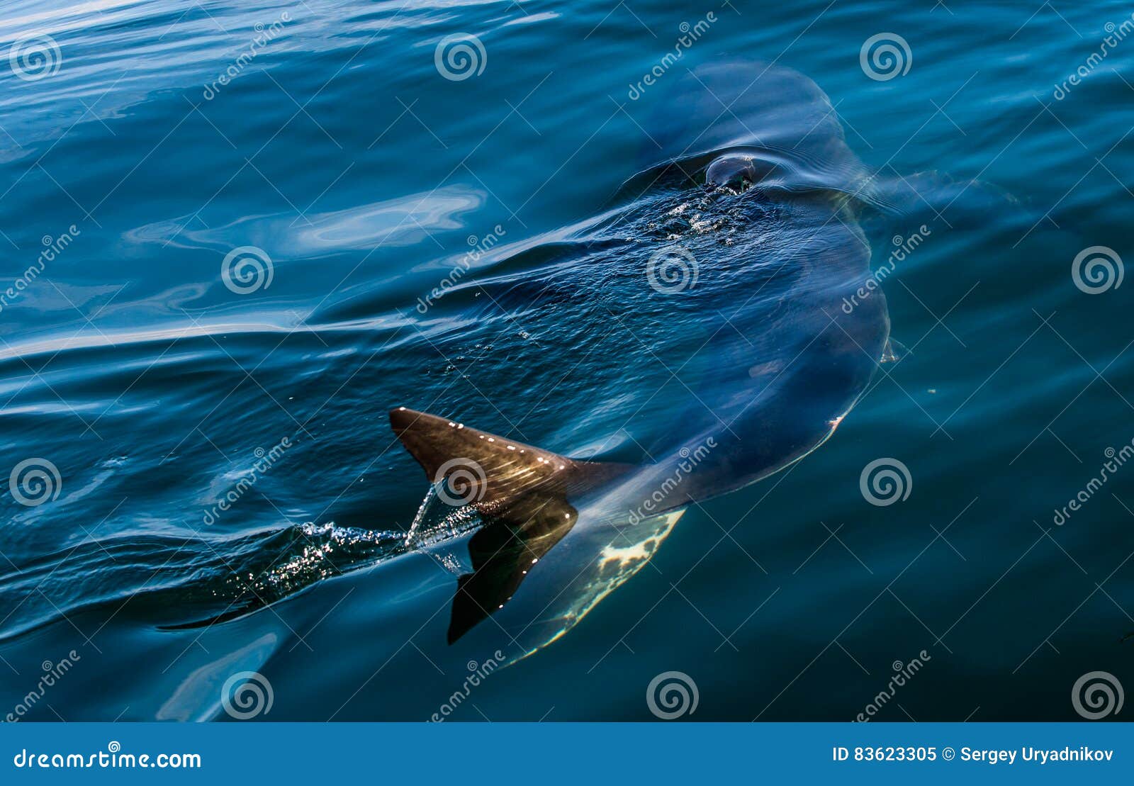 Grote Witte Haai Onderwater Stock Afbeelding - Image of plundering ...