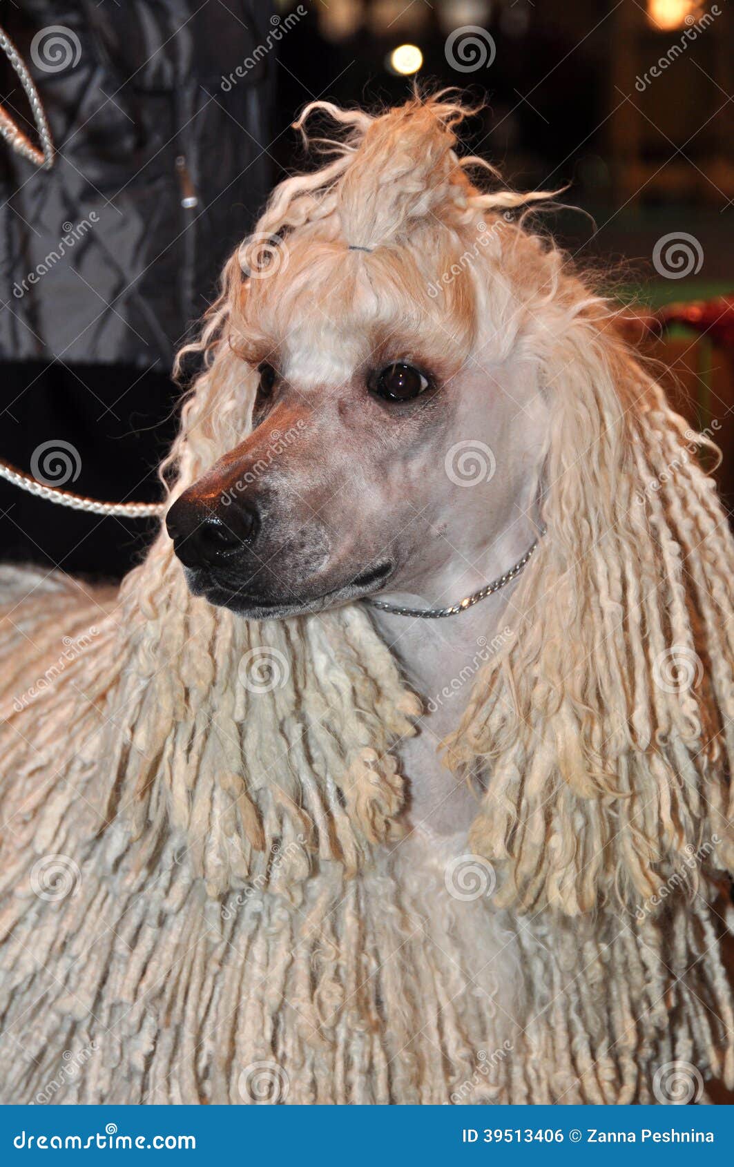 Grote Witte Poedelhond Met Dreadlocks Stock Foto - Image of besnoeiing ...